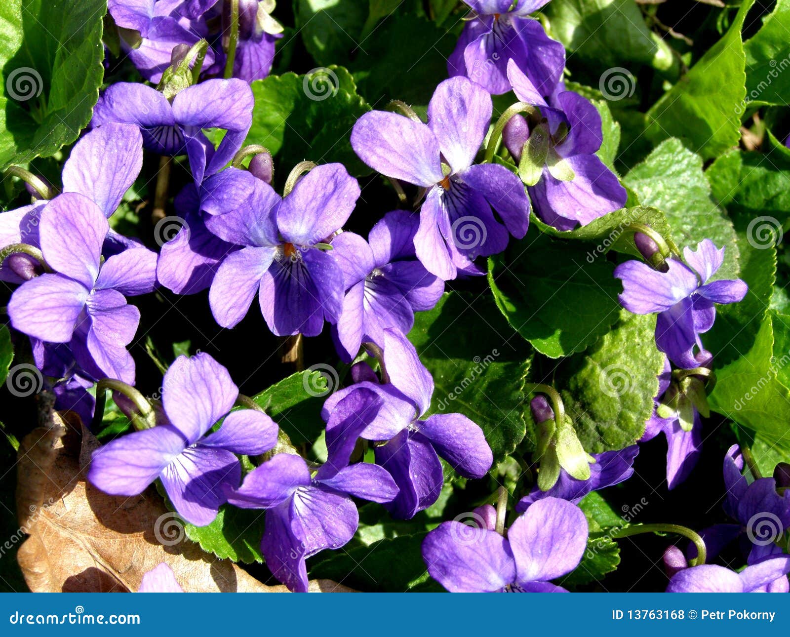 Violet flower in nature stock photo. Image of flower - 13763168