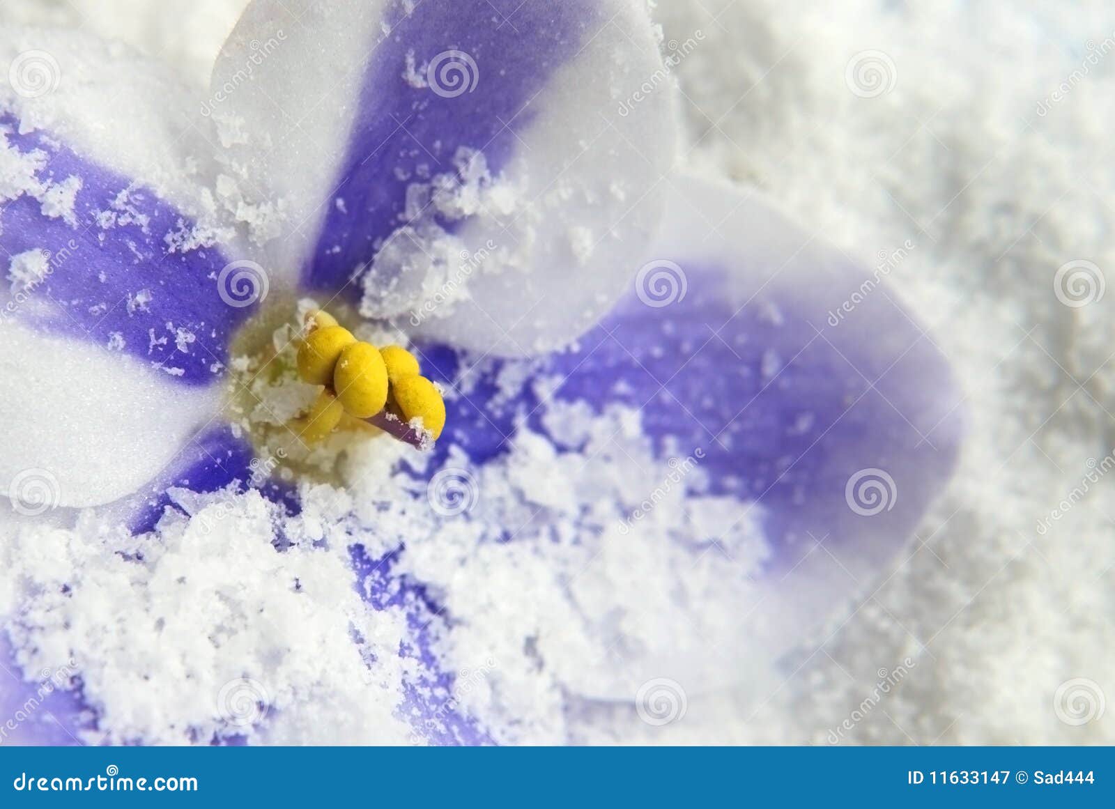 Violet flower in snow stock image. Image of decorative - 11633147