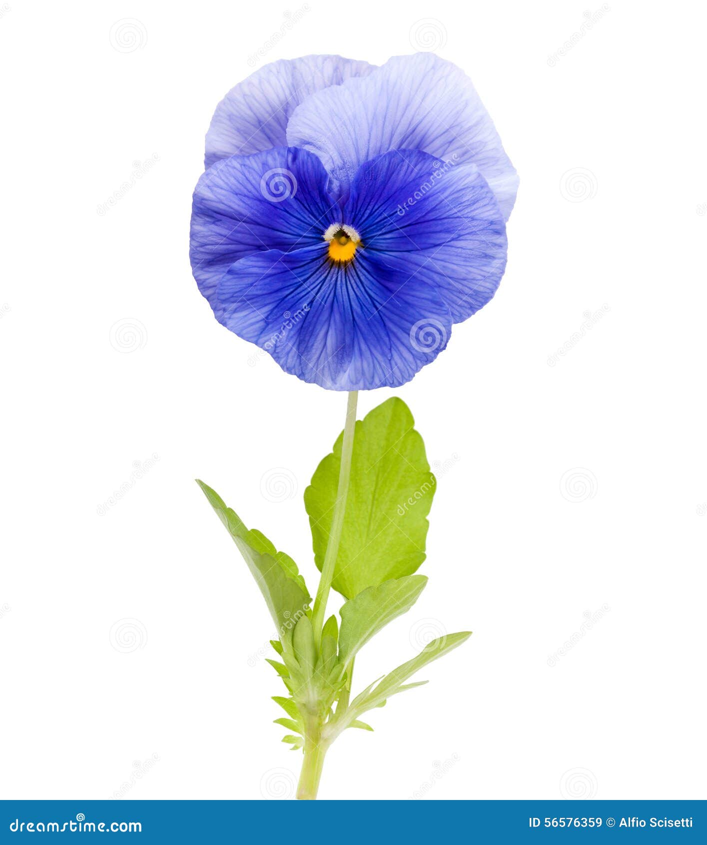 Violet flower stock image. Image of violet, petals, flowers - 56576359