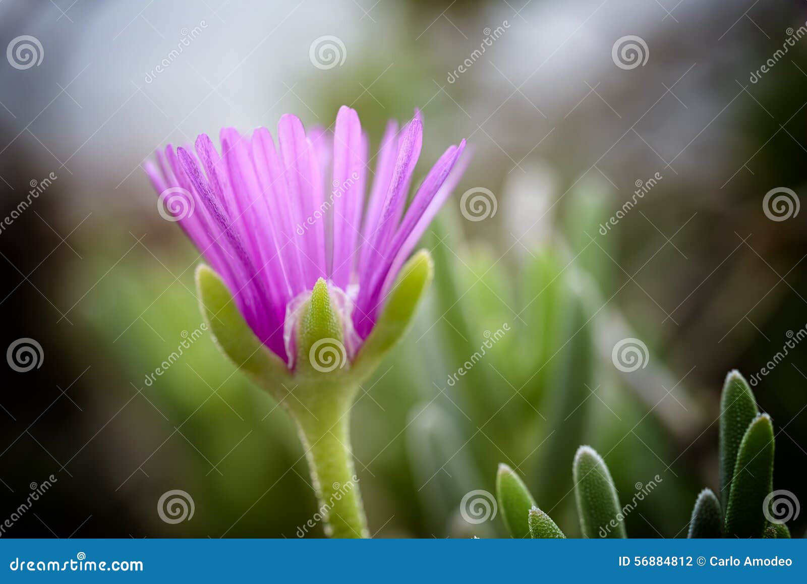 Violet flower stock photo. Image of beautiful, nature - 56884812