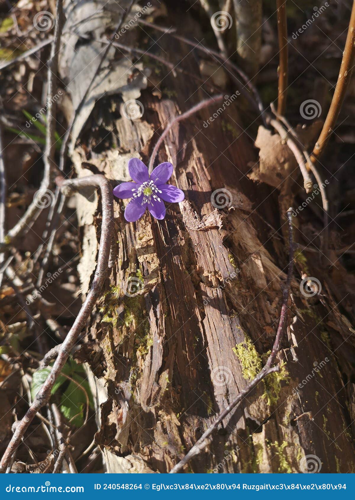 Violet Flower on the Tree in the Forest Stock Photo - Image of grass ...