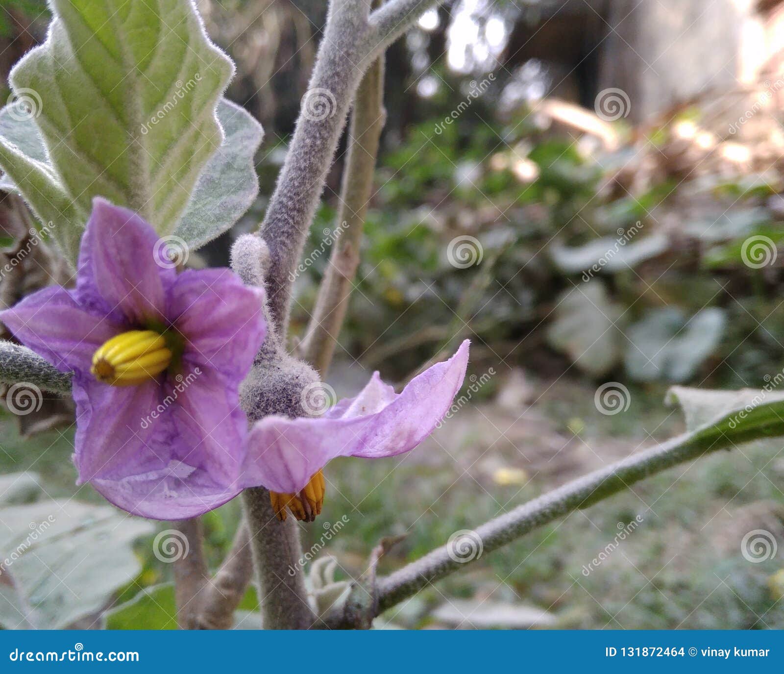 Violet flower stock photo. Image of leafs, bringle, flower - 131872464