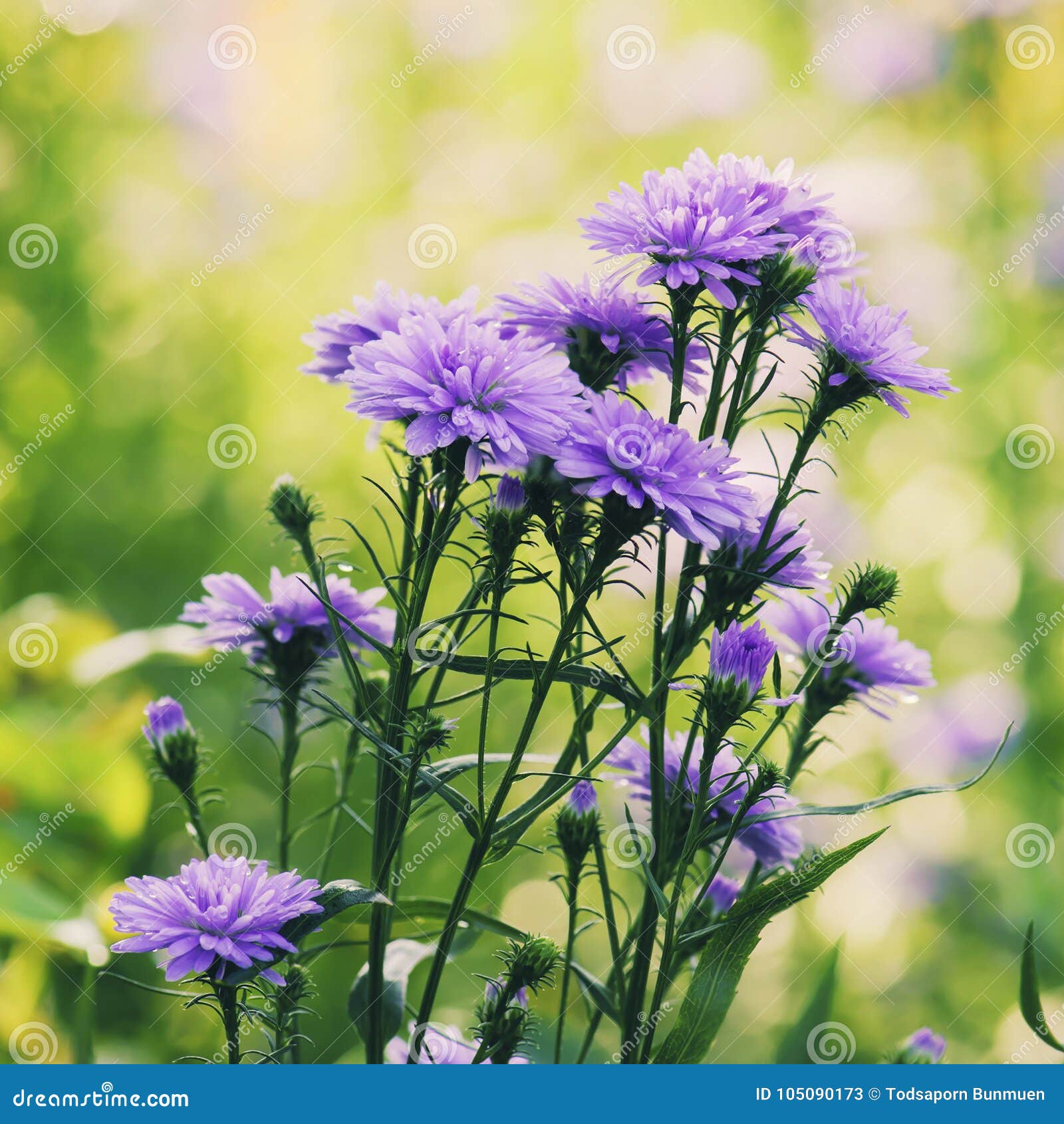 Violet flower in winter stock image. Image of flower - 105090173