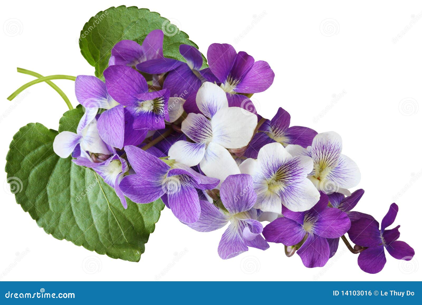 Violet Flowers stock photo. Image of blue, floral, white - 14103016