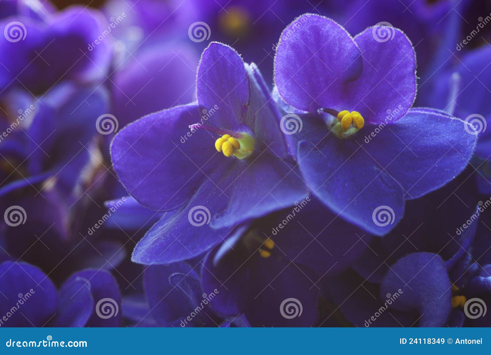 Violet flowers. stock image. Image of petals, macro, pink - 24118349