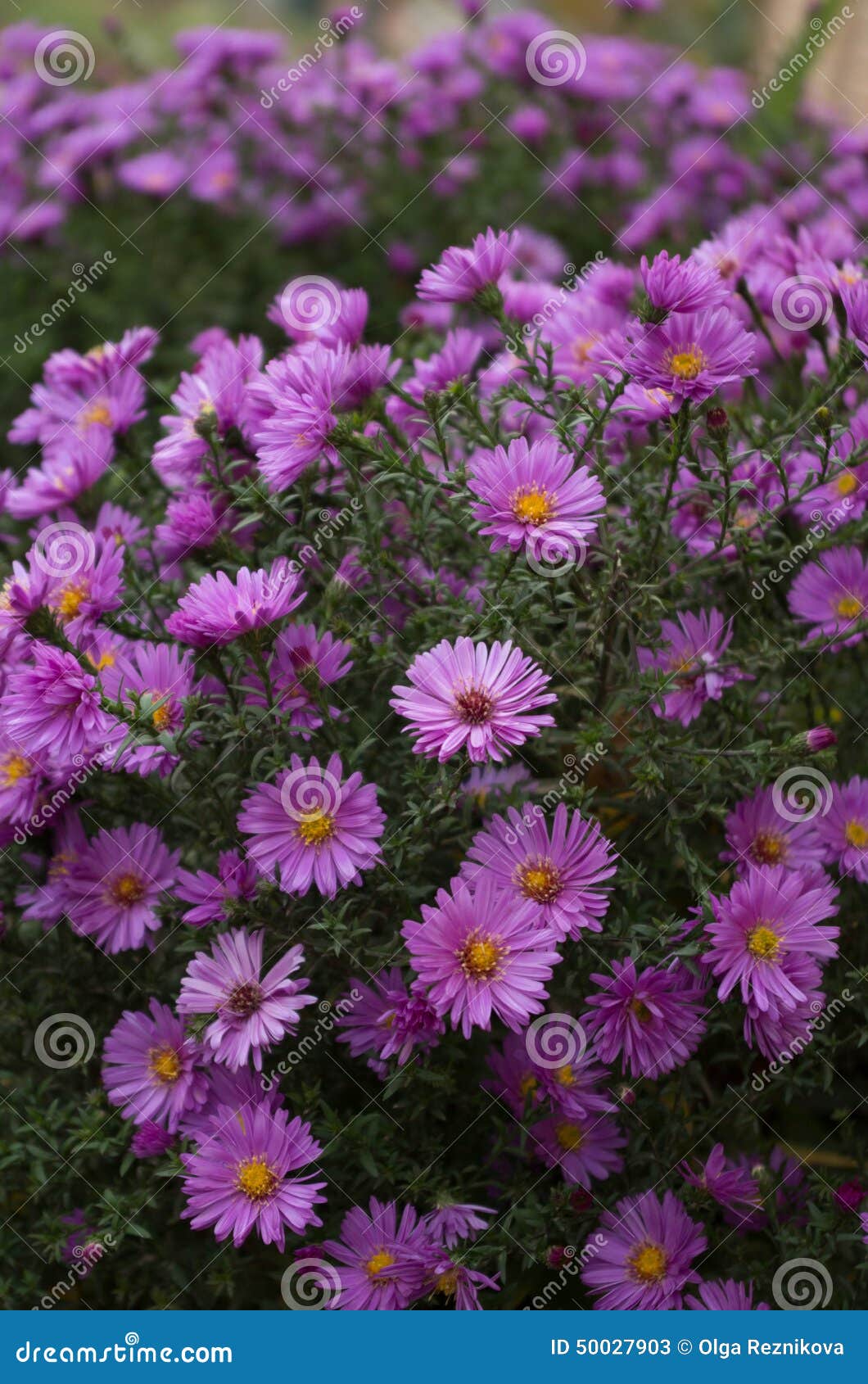 Violet flowers stock image. Image of flora, evening, autumn - 50027903