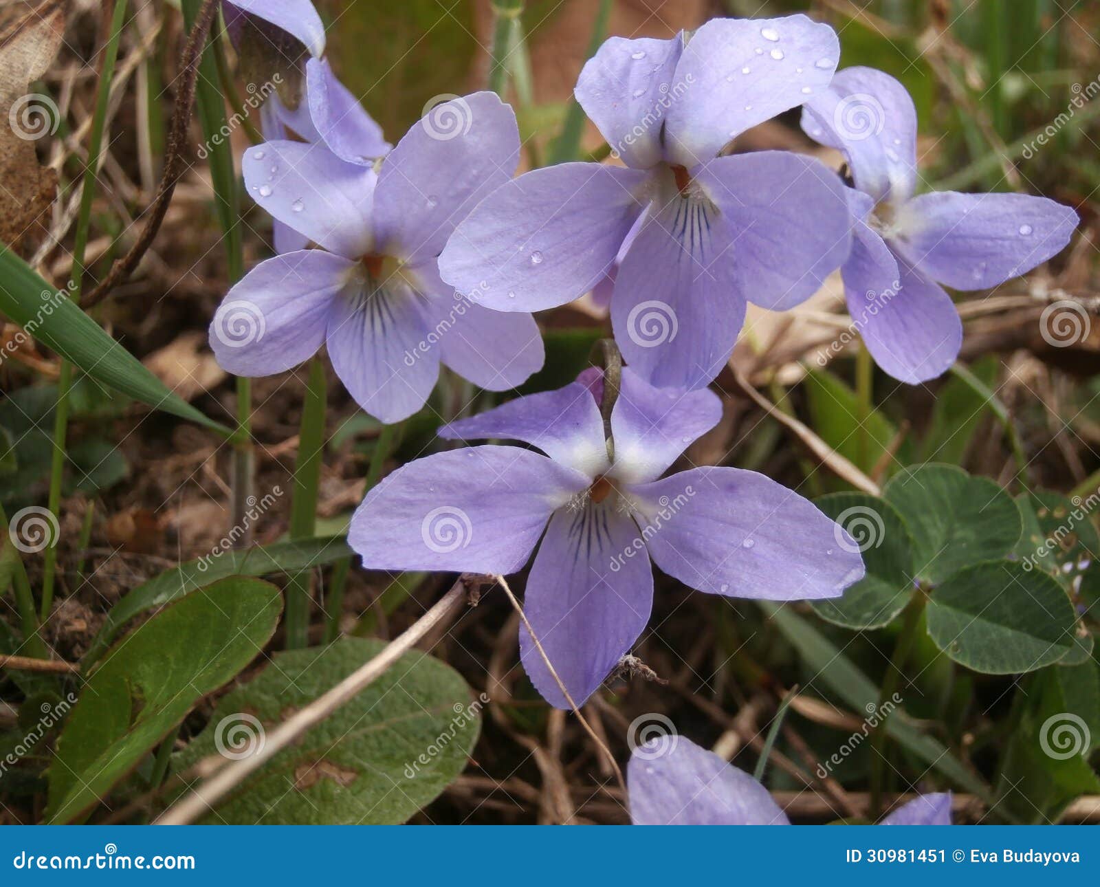 Violet flowers stock image. Image of color, nature, detail - 30981451