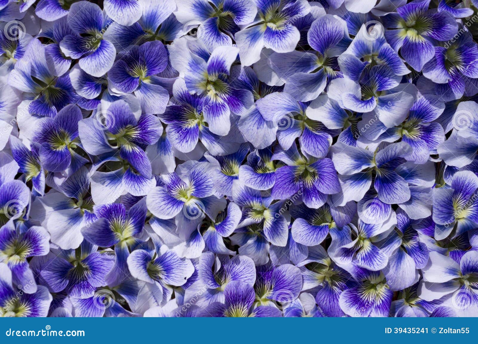 Violet Flowers for Background. Imagen de archivo - Imagen de azul ...