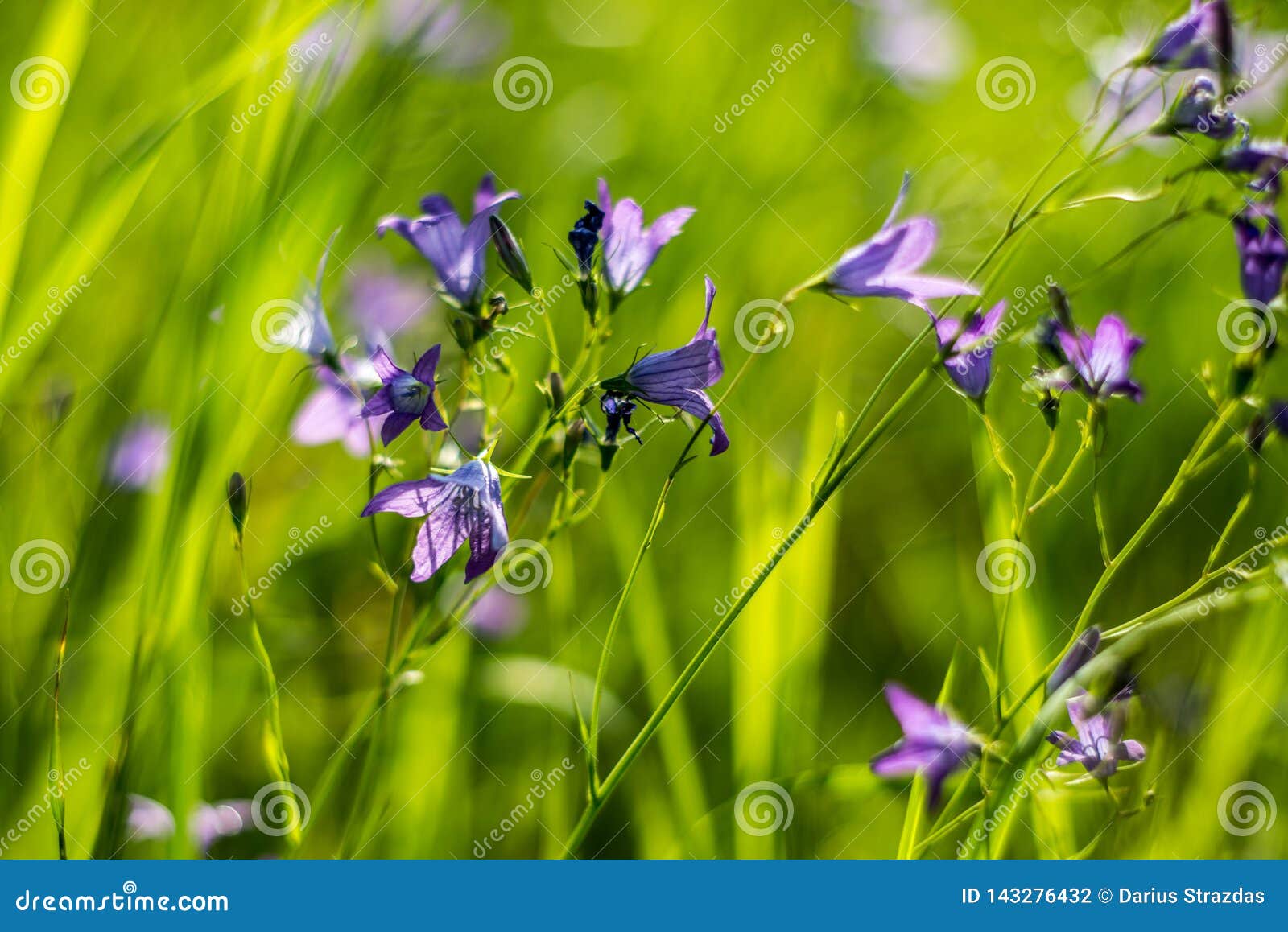 Violet flowers background stock photo. Image of violet - 143276432
