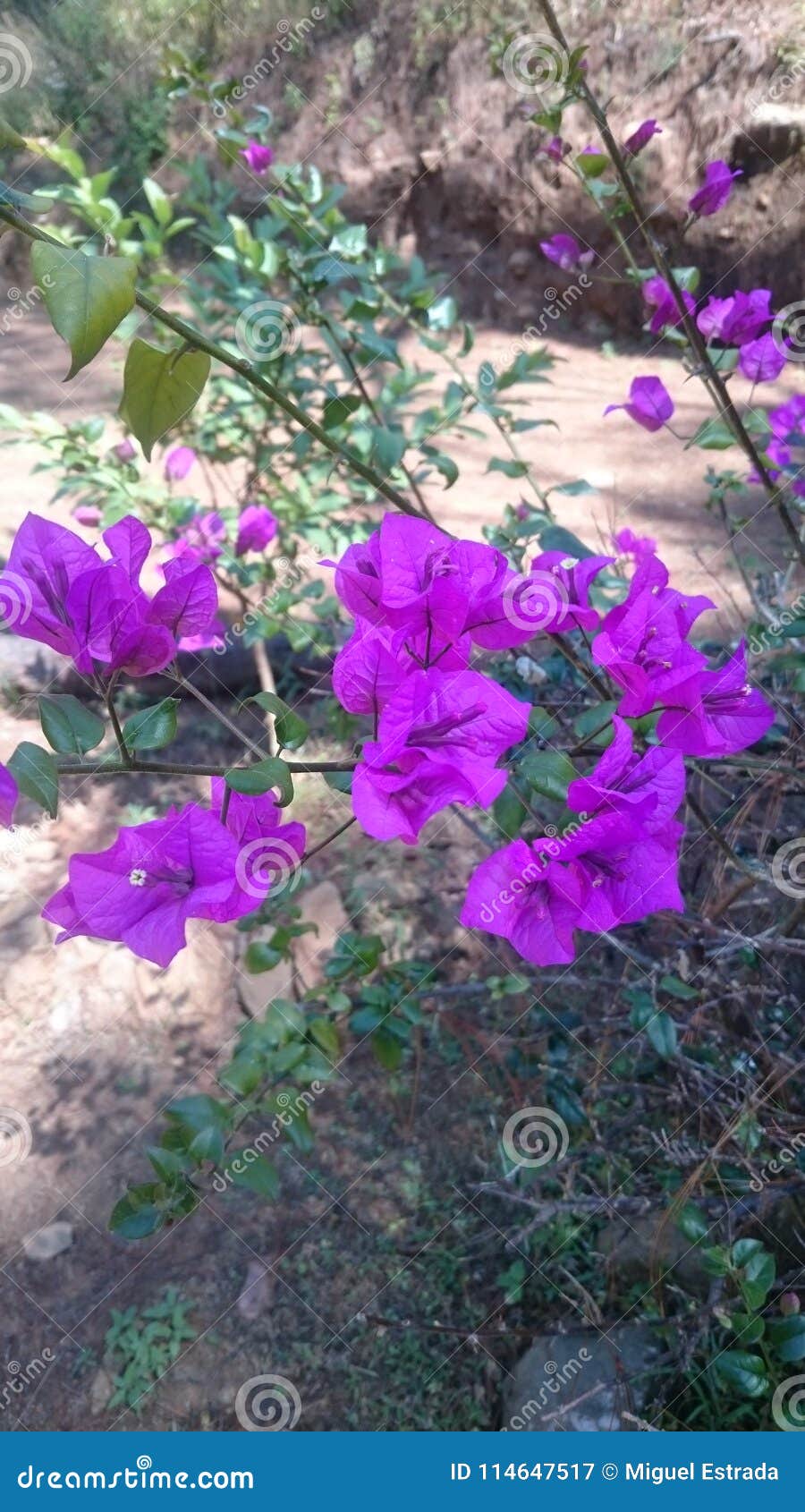 Violet Flowers stock image. Image of beautiful, nature - 114647517