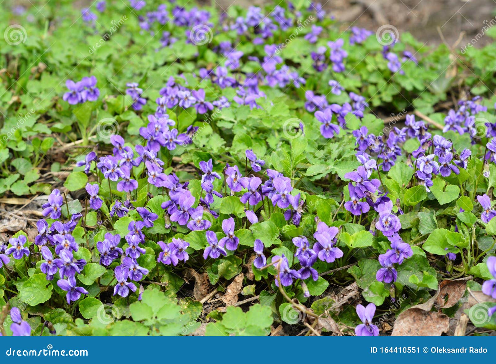 Violet Flowers Bloom in Spring Forest. Violet Flowers Stock Image ...