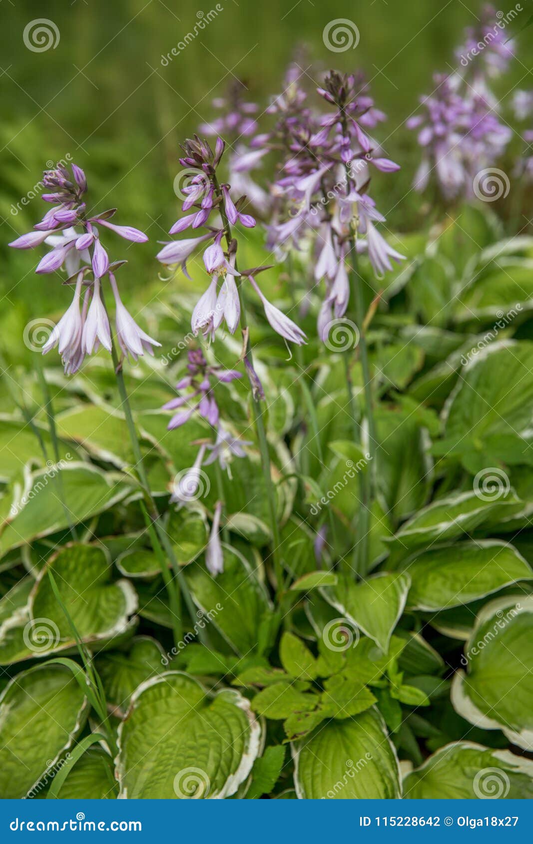 Violet Flowers of Blooming Hosta Hosta Undulata Stock Photo - Image of ...