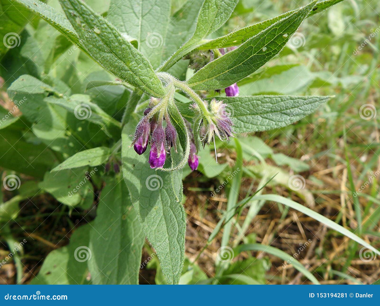 Violet Flowers of Common Comfrey or True Comfrey Symphytum Officinale ...