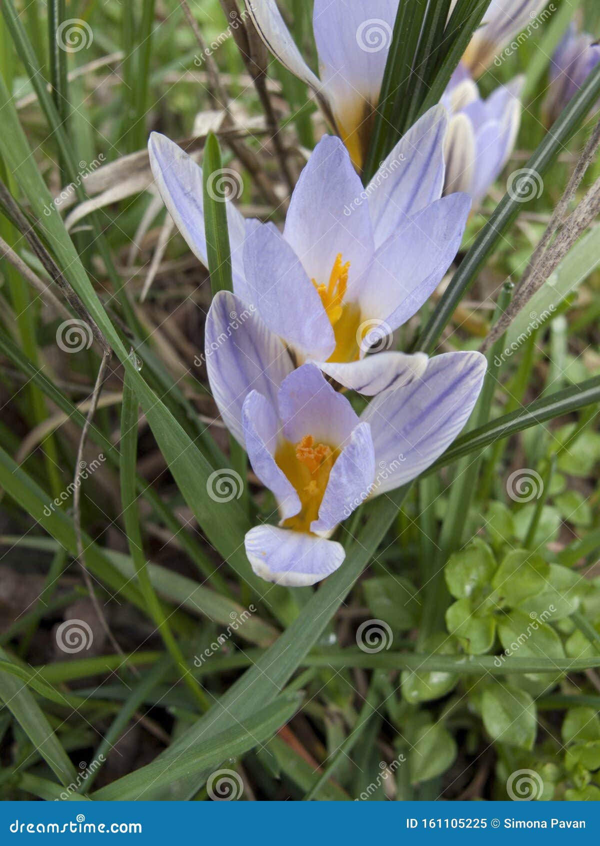 Violet Flowers of Crocus Biflorus Stock Image - Image of flowers ...