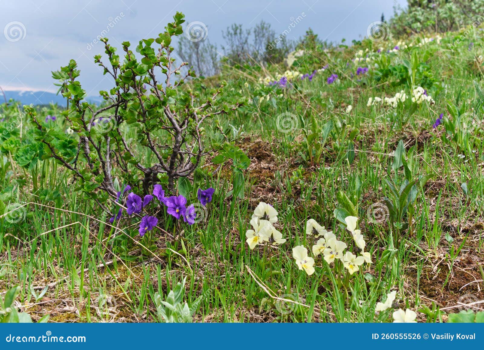 Dwarf Birch And Rhododendrons - The Basis Of Taiga. Background Of The ...