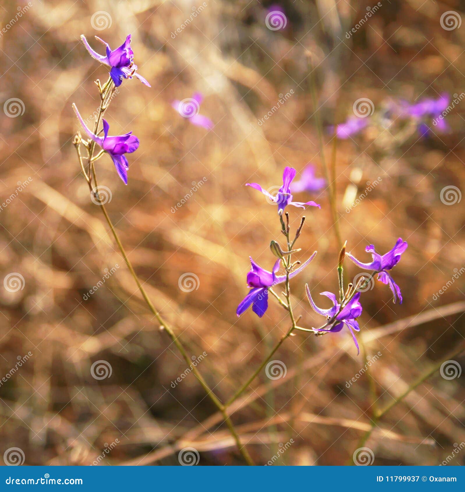Violet flowers in a field stock image. Image of holiday - 11799937
