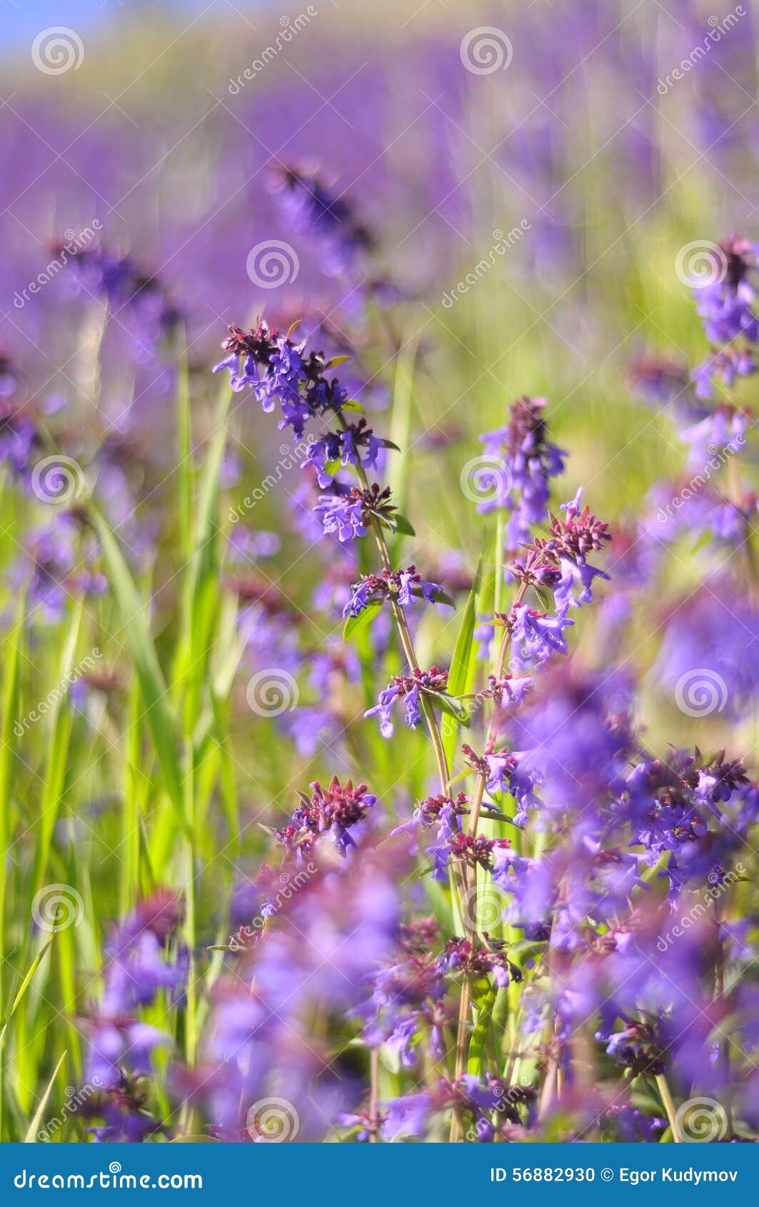 Violet flowers on field stock photo. Image of landscape - 56882930
