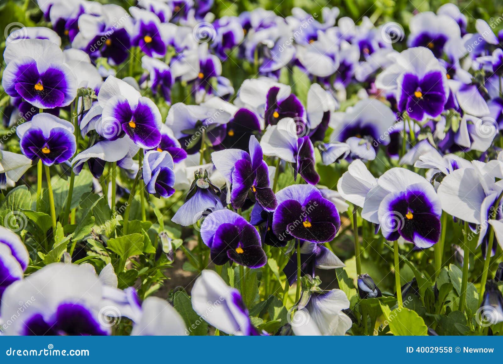 Violet flowers stock photo. Image of purple, white, flowers - 40029558