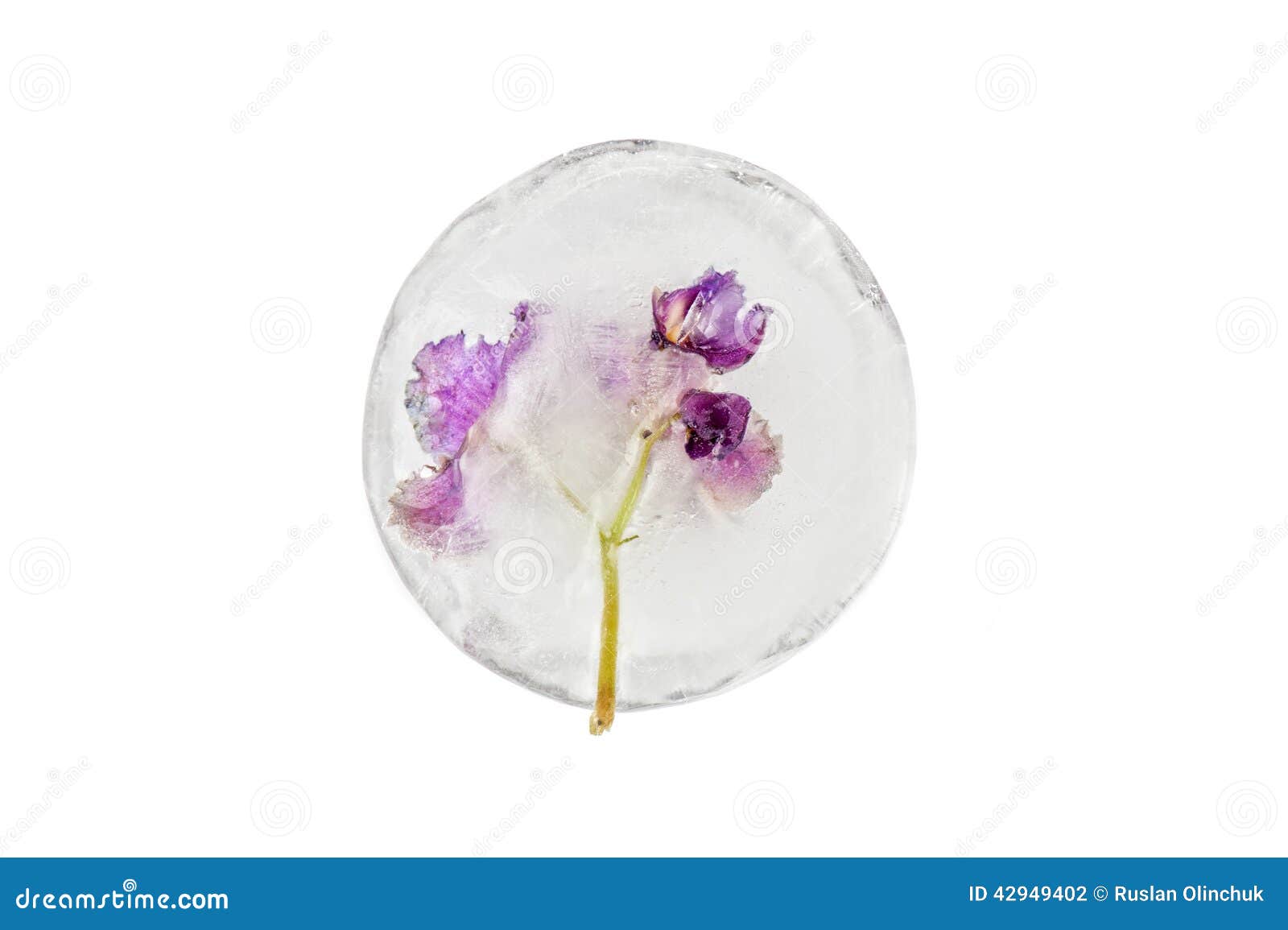 Violet Flowers Frozen at Ice Stock Photo - Image of bright, cold: 42949402