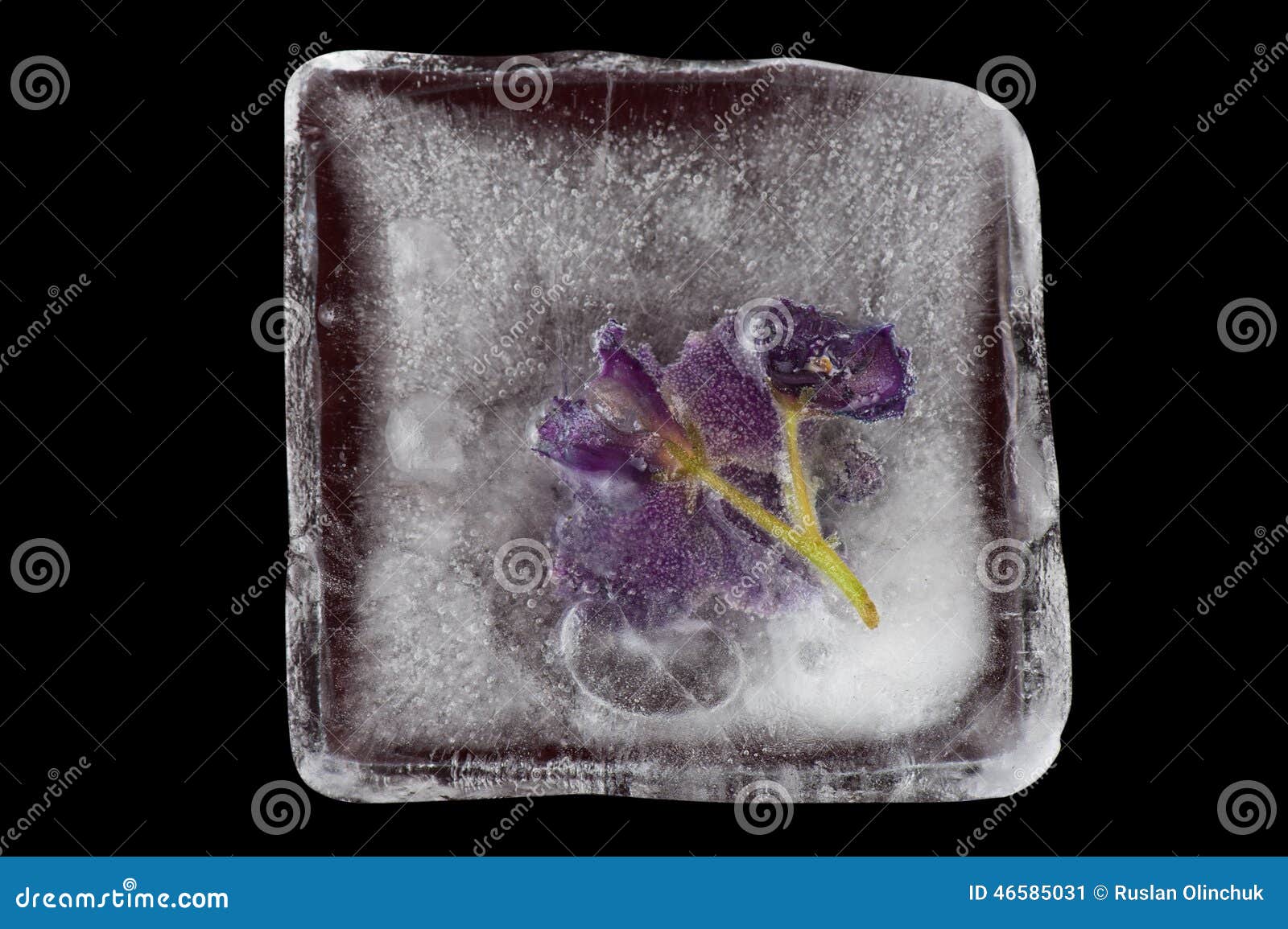 Violet Flowers Frozen at Ice Stock Image - Image of blossom, nature ...