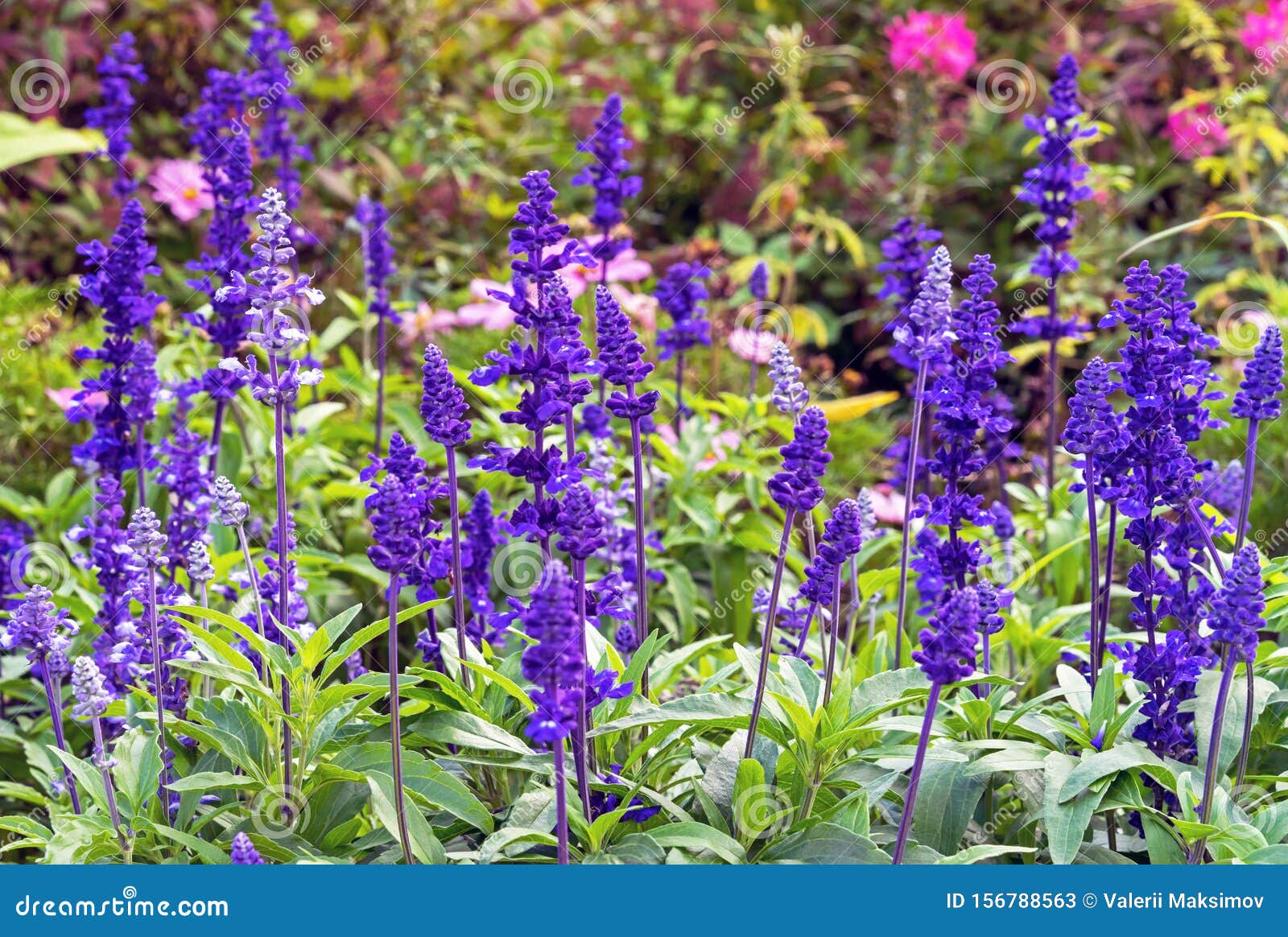 Violet Flowers in the Garden Landscape Design Stock Image - Image of ...