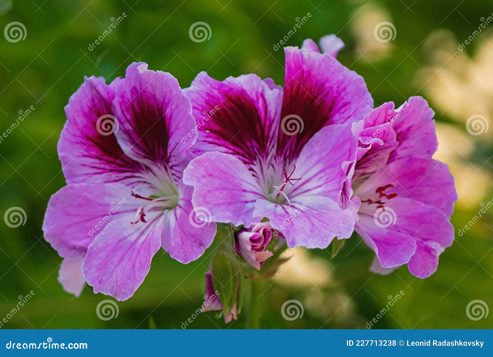 Violet Flowers of Geranium on Branch in Garden Stock Photo - Image of ...