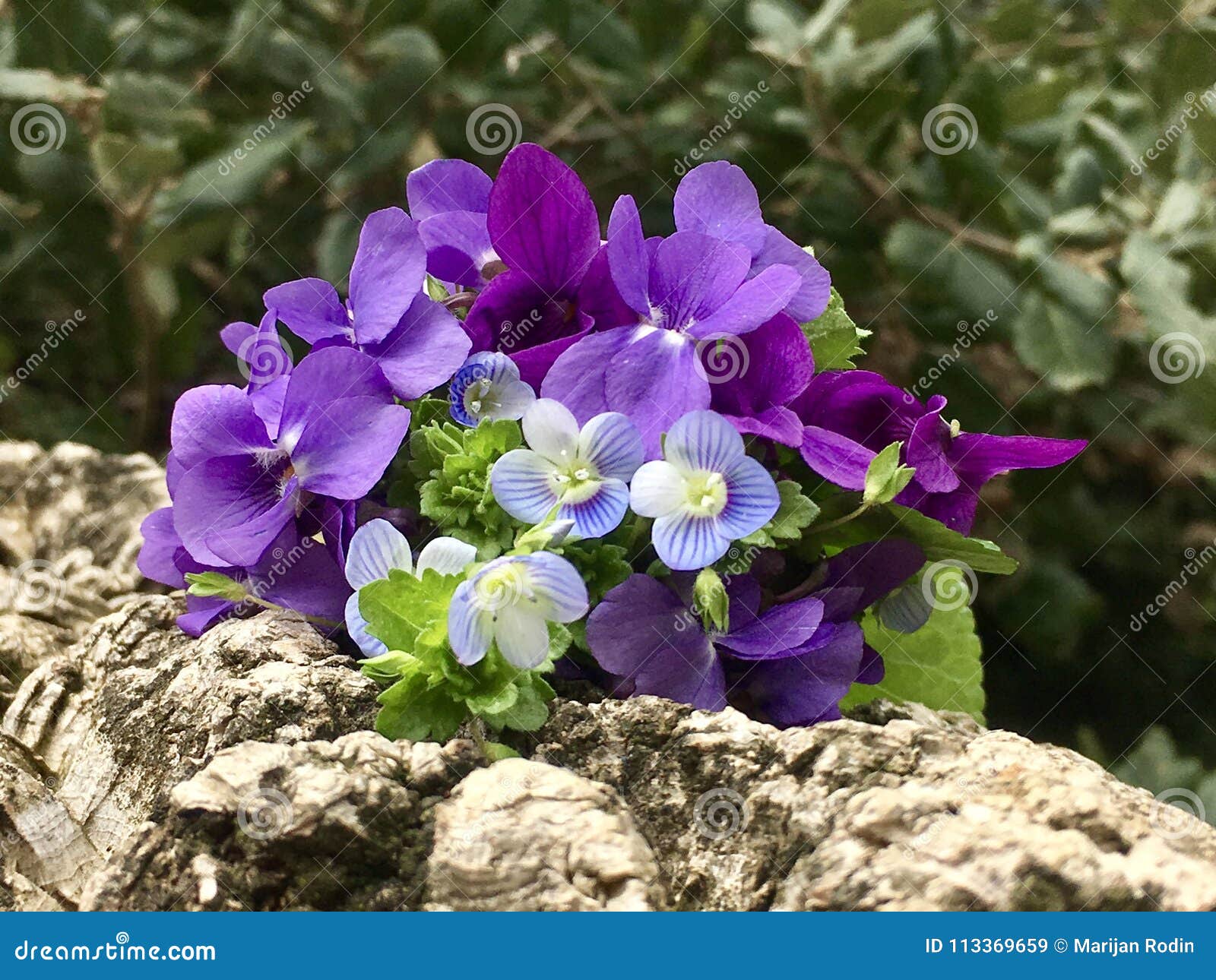 Violets on tree bark stock image. Image of freshness - 113369659