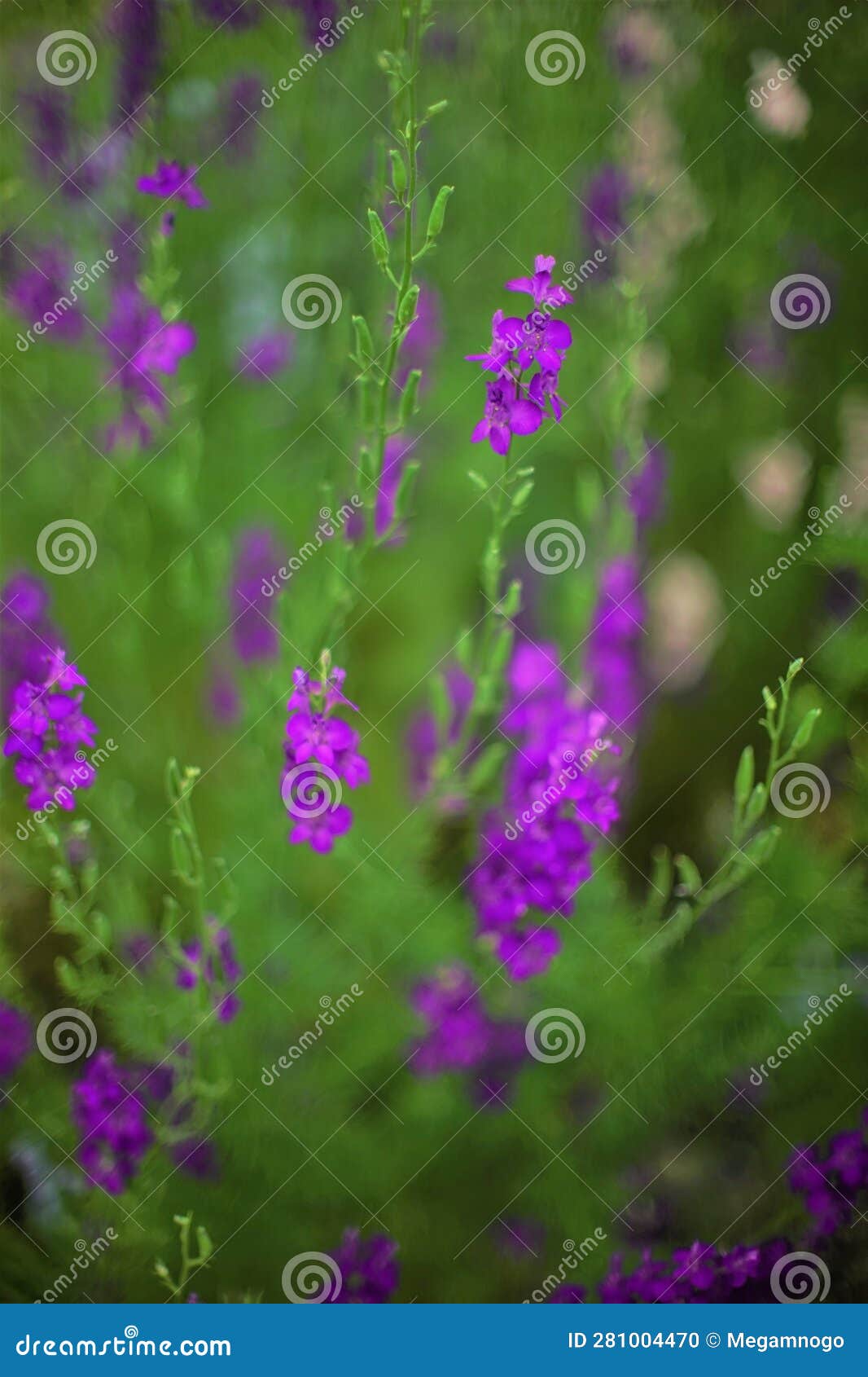 Violet Flowers Grows in the Garden, Art Soft Focus Stock Photo - Image ...