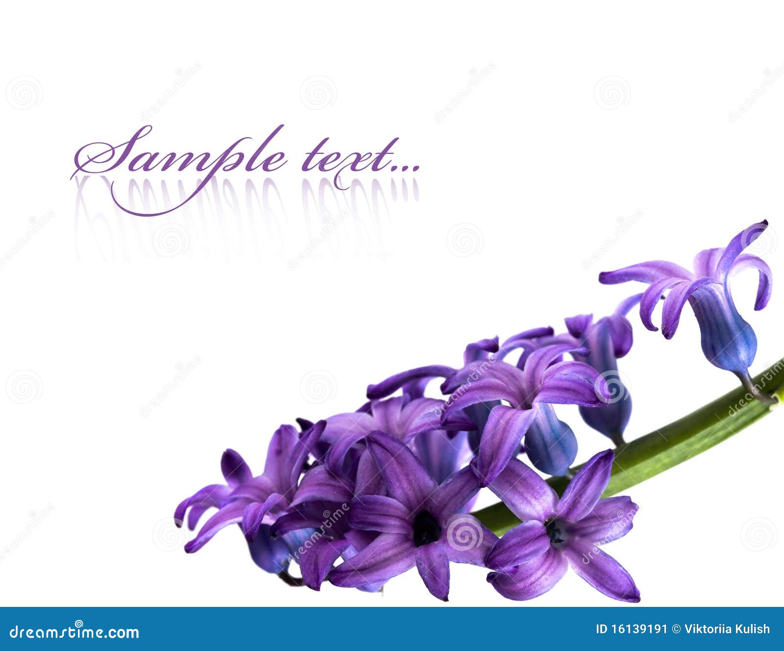 Violet flowers isolated stock image. Image of decoration - 16139191