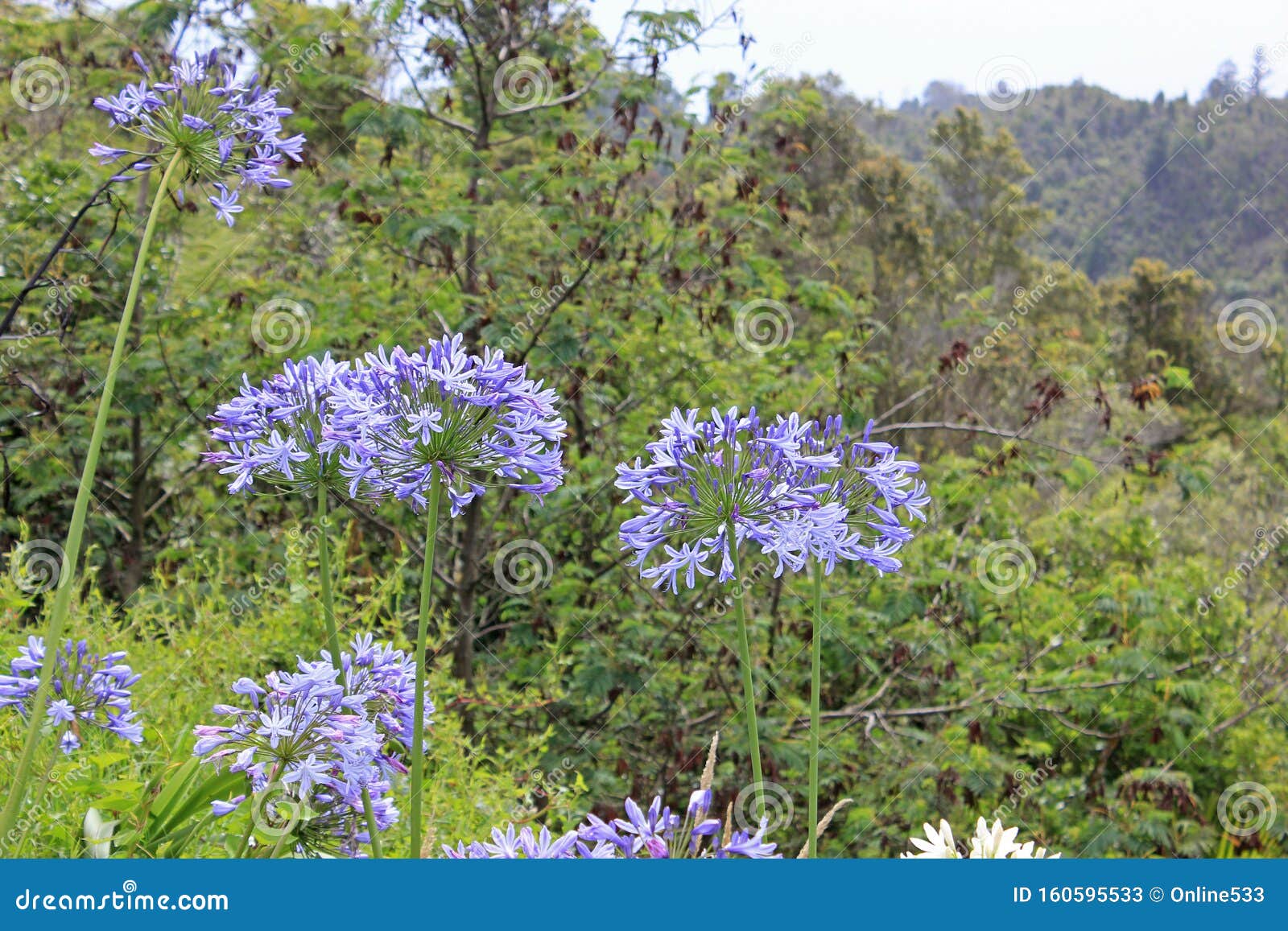 Violet flowers in a jungle stock image. Image of close - 160595533