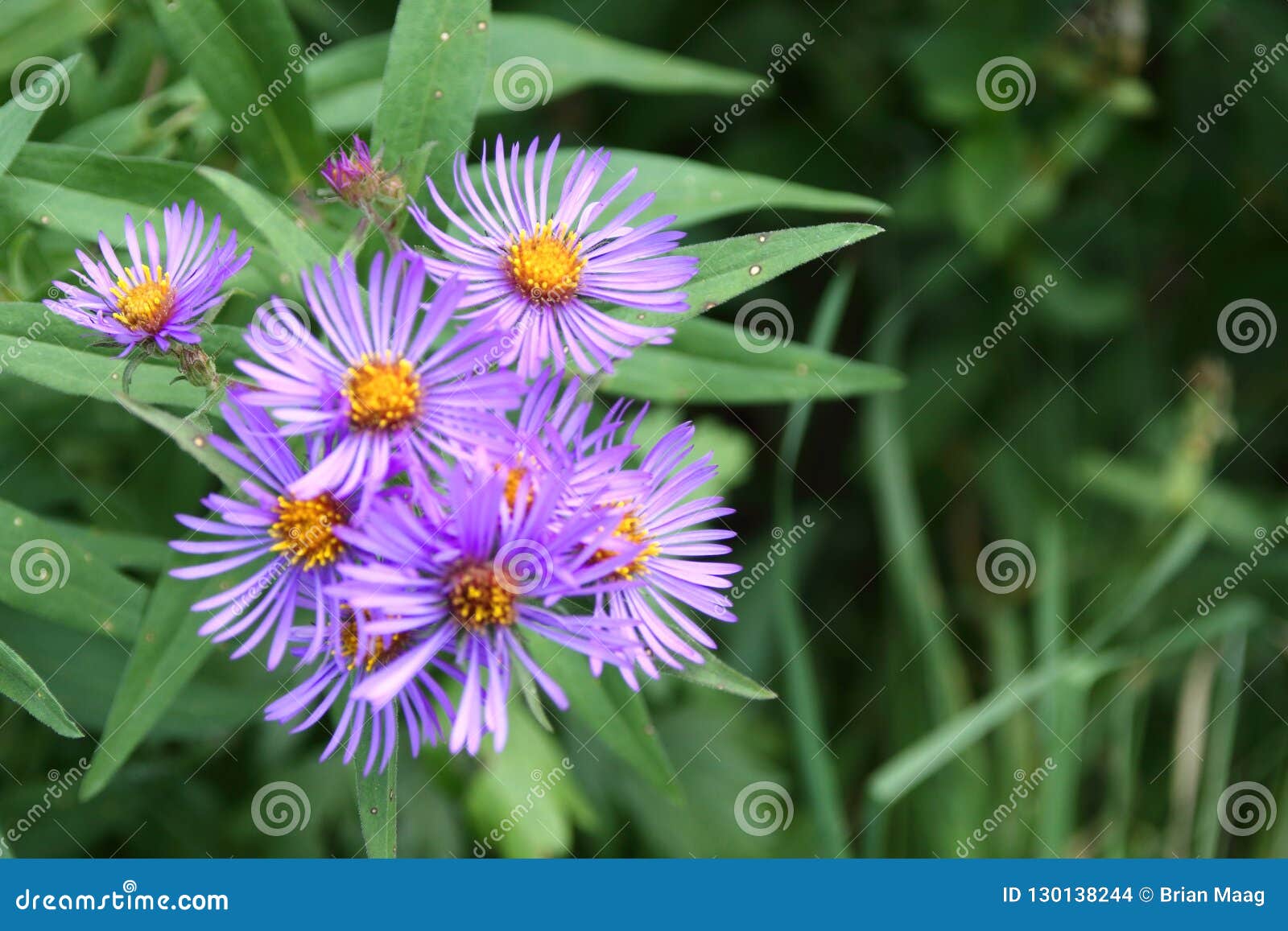 Violet flowers left side stock photo. Image of petals - 130138244