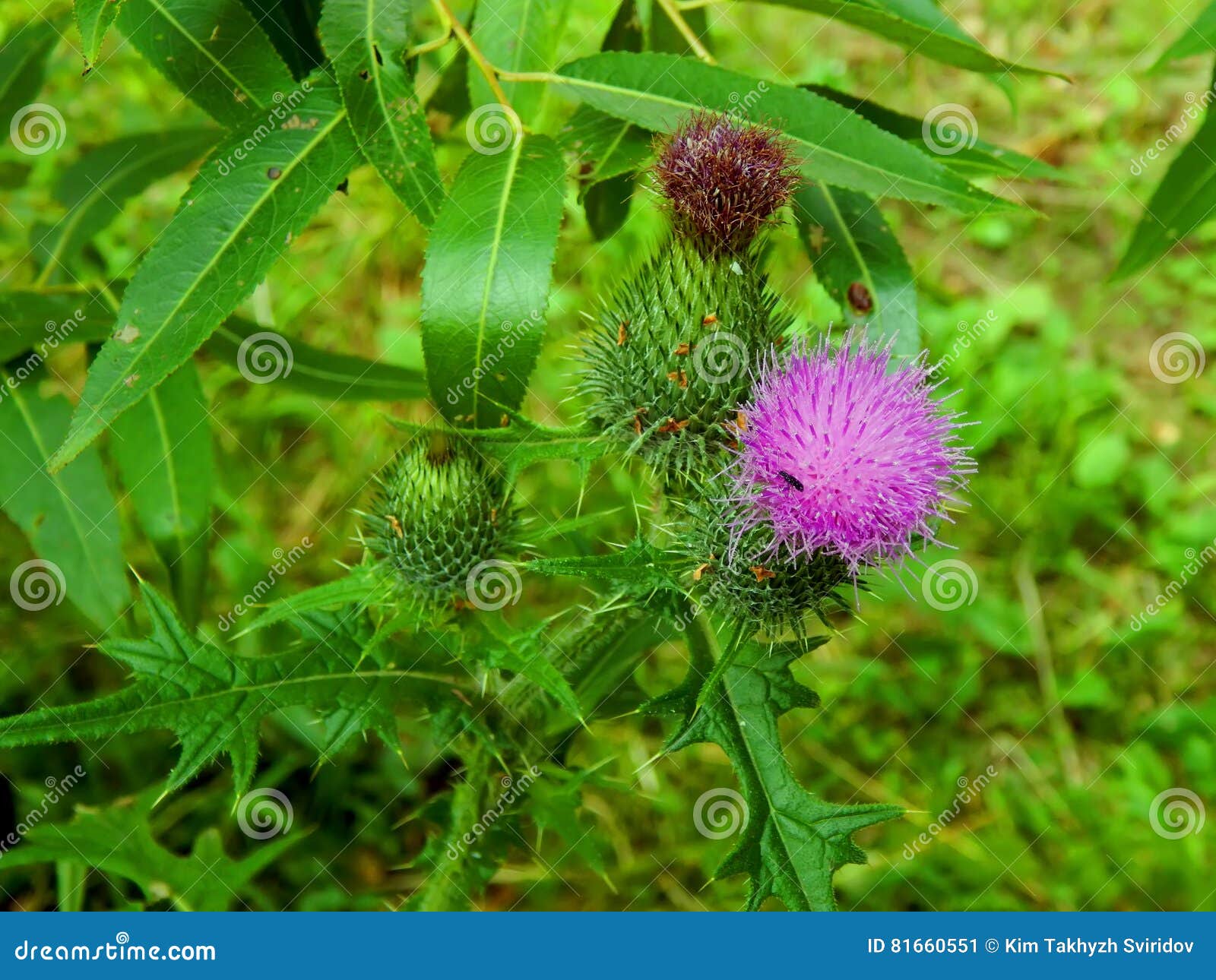 Violet Flowers Meadow Thistles Thorns Stock Image - Image of flower ...