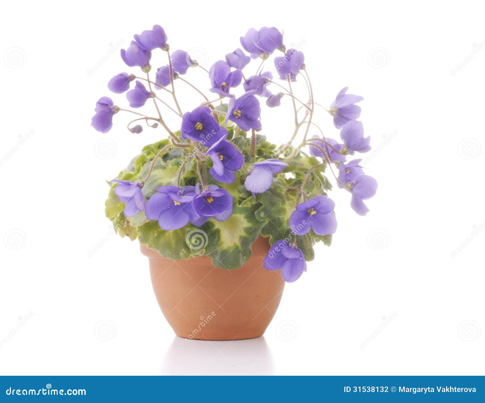 Violet flowers in a pot stock photo. Image of horizontal - 31538132