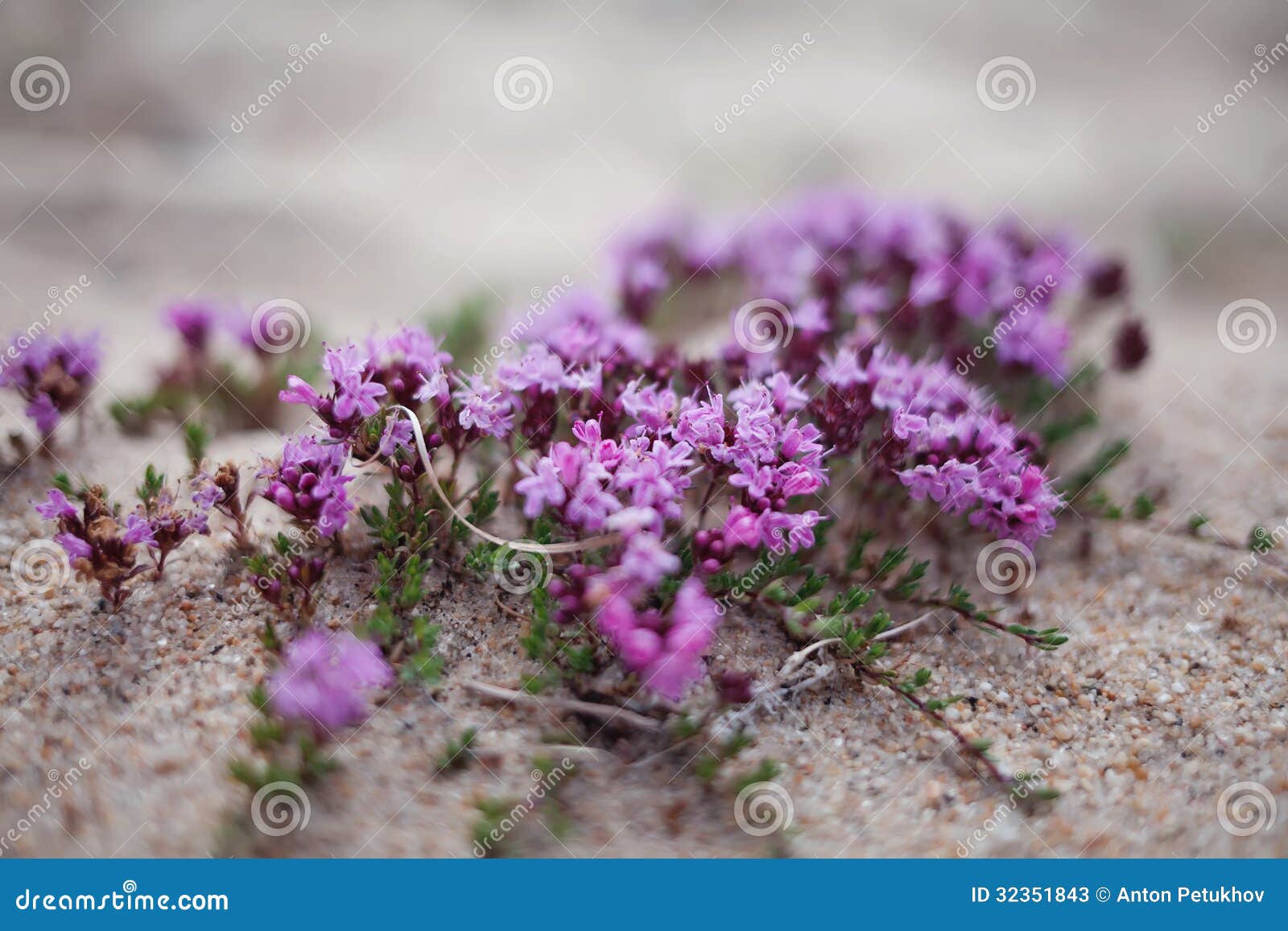Violet flowers on sand stock image. Image of closeup - 32351843