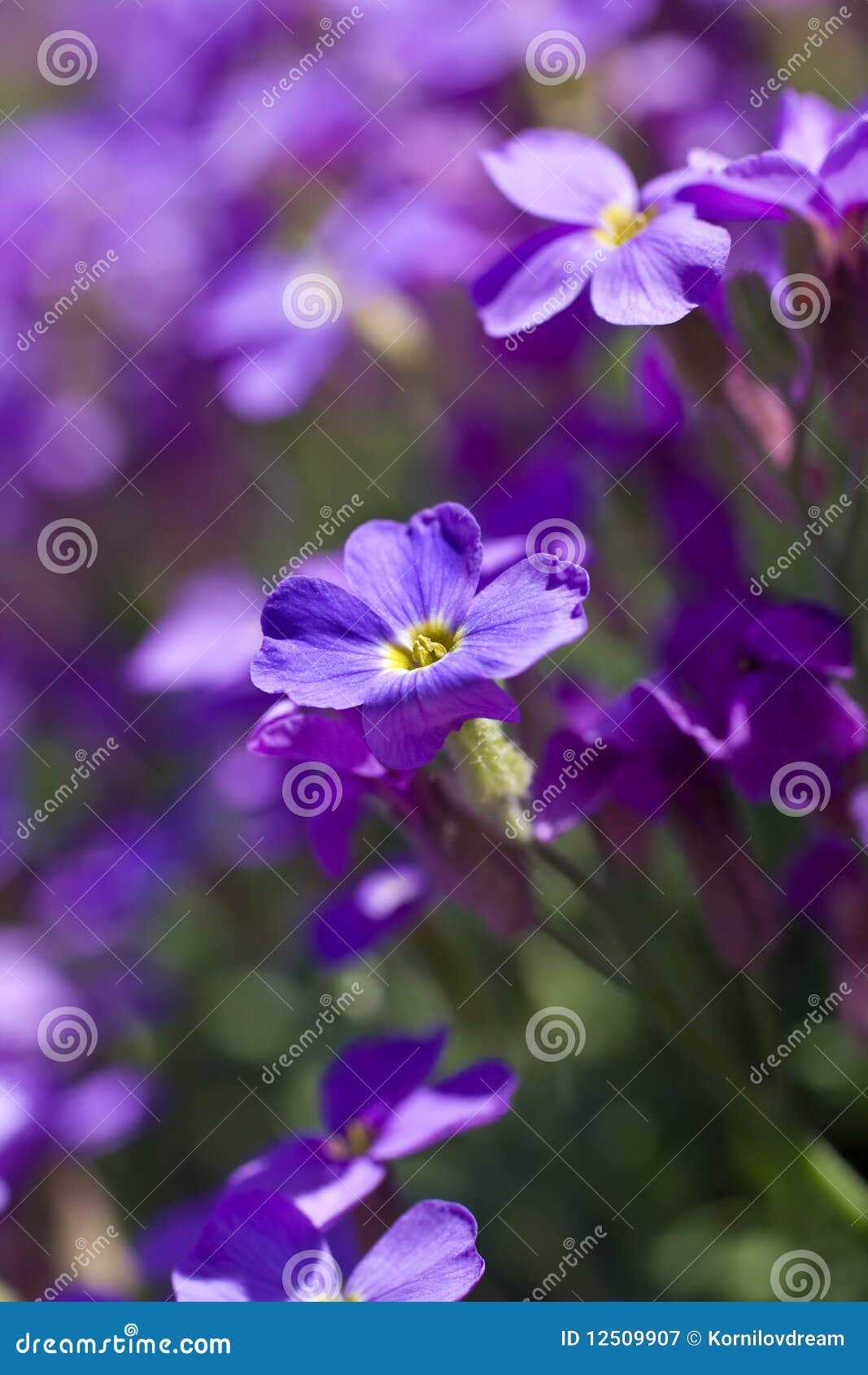 Violet Flowers Of Melancholy Thistle, Cirsium Heterophyllum On Blurred ...
