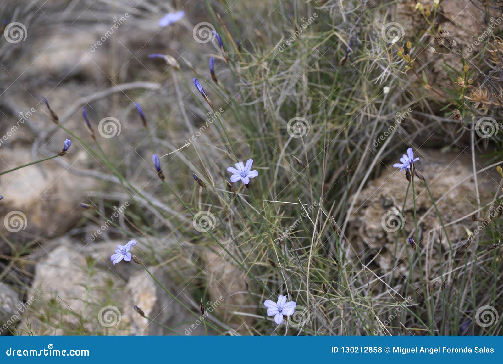 Violet Flowers with Spikes on a Pebbles Stock Photo - Image of purple ...
