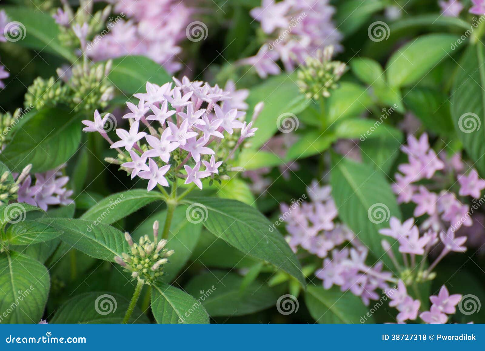 Violet flowers stock photo. Image of flower, detail, field - 38727318