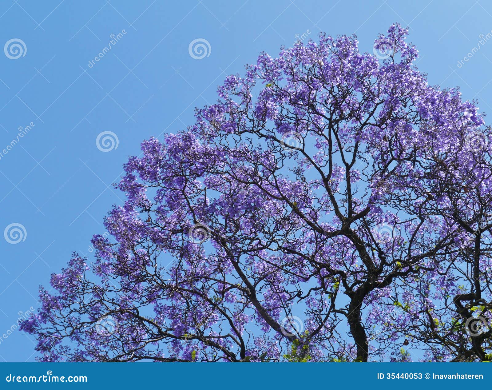 Violet flowers in a tree stock image. Image of beautiful - 35440053