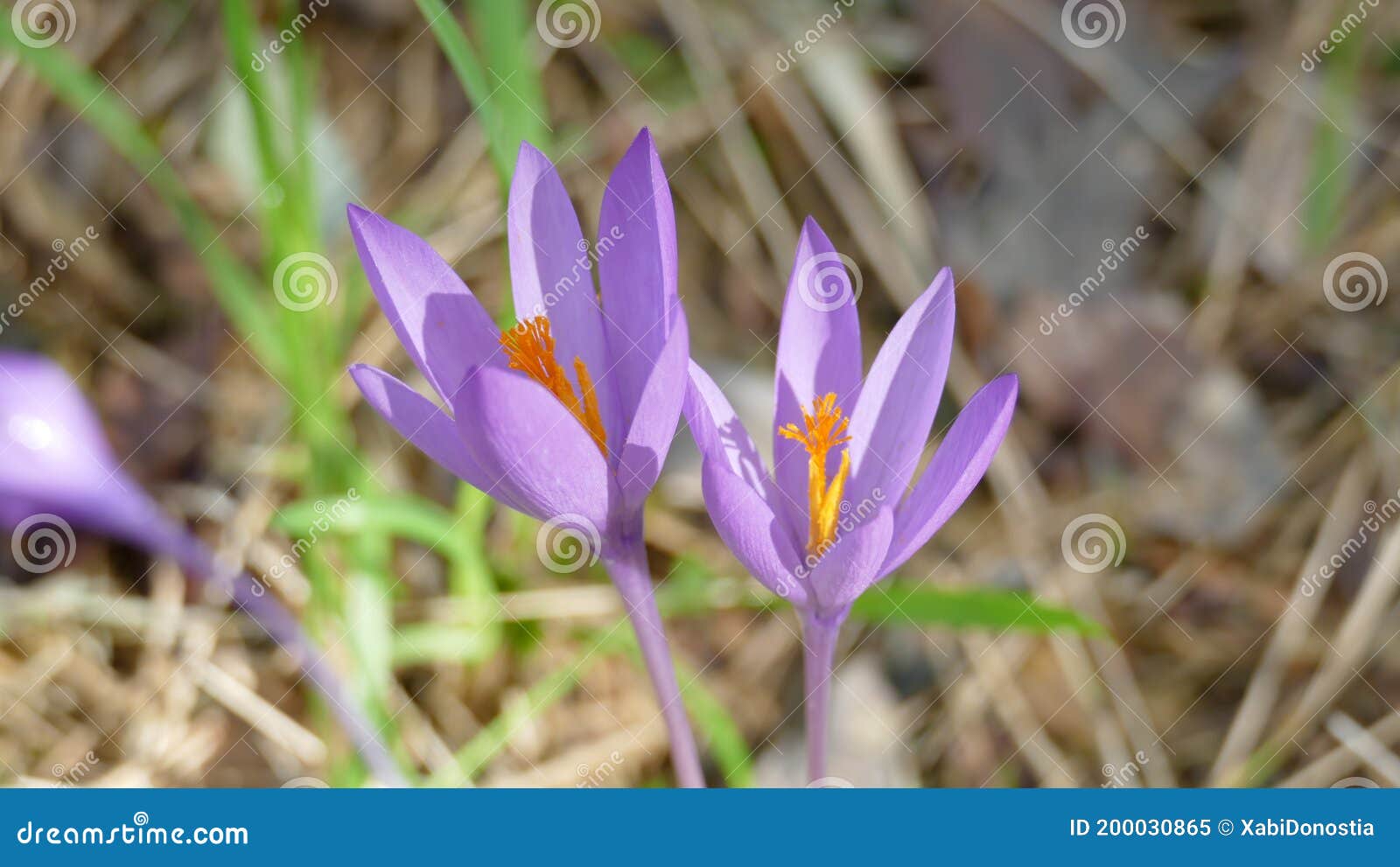 Violet Flowers among the Vegetation of the Forest. Unedited Photograph ...