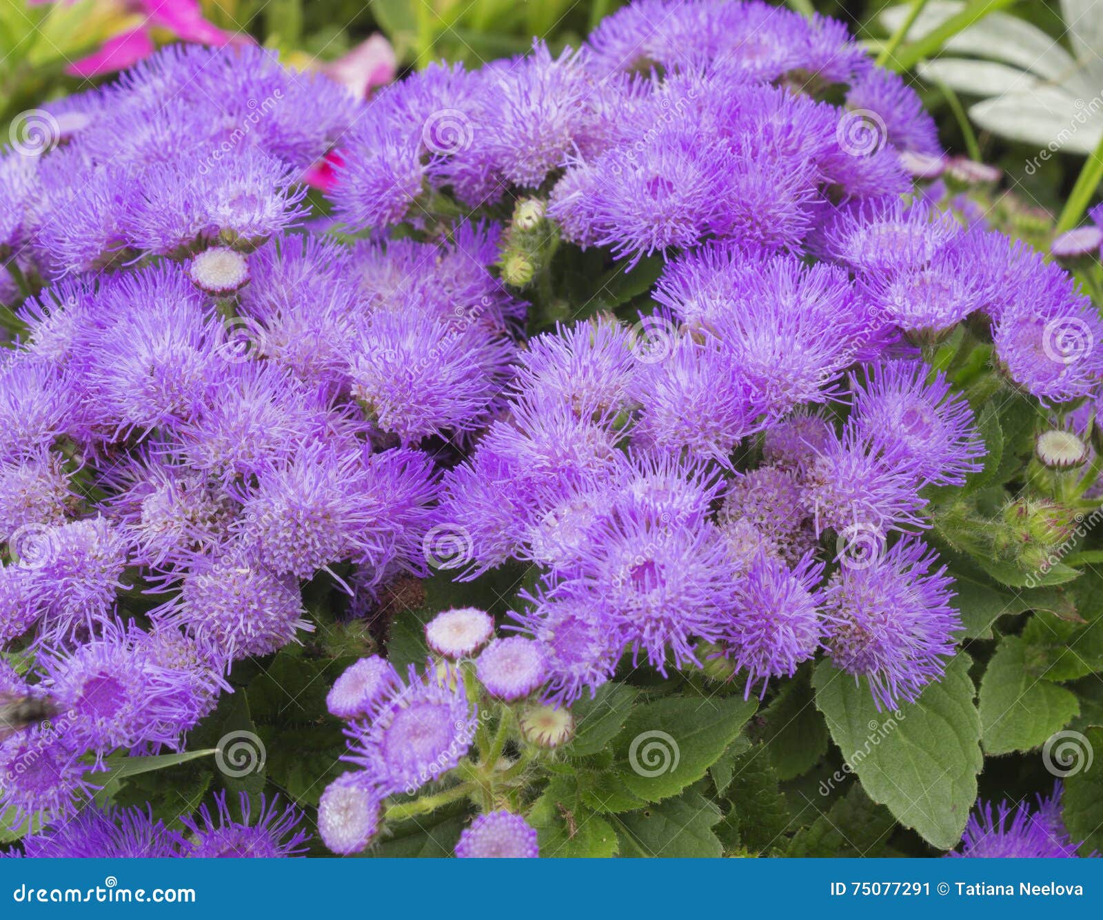 Violet Fluffy Garden Flowers Stock Image - Image of garden, ageratum ...
