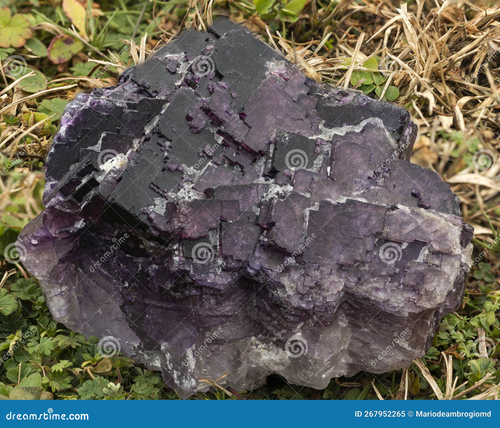 Violet Fluorite Mineral Sample Close-up Stock Image - Image of precious ...