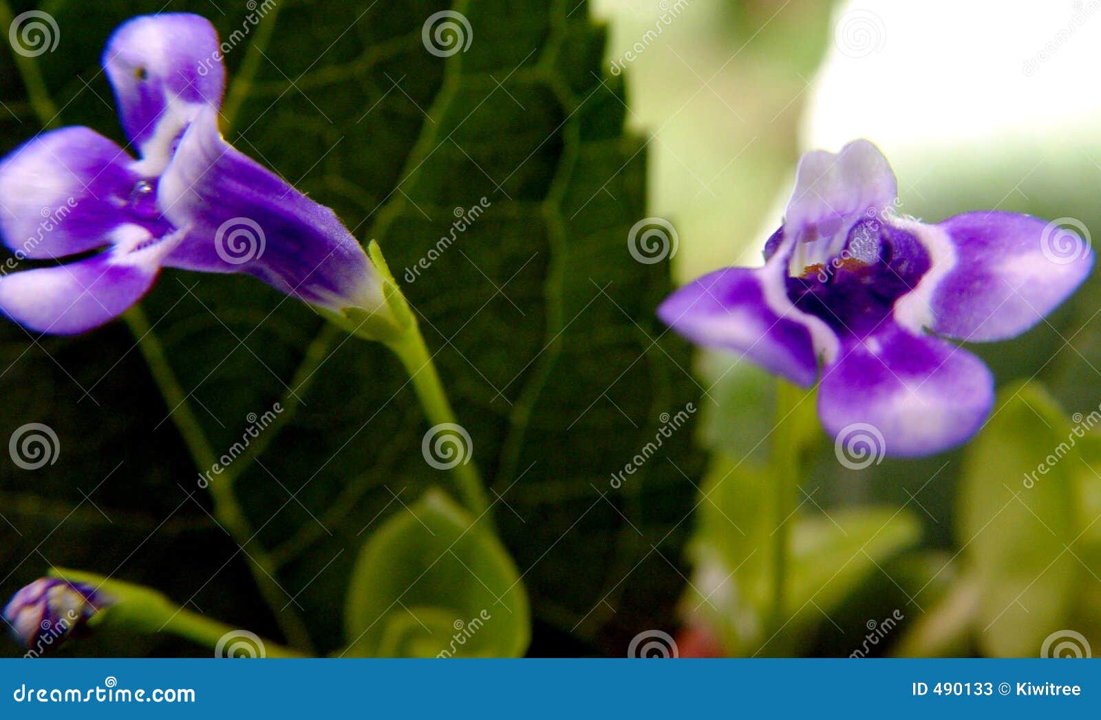 Violet Flutes stock image. Image of attracts, flower, stems - 490133