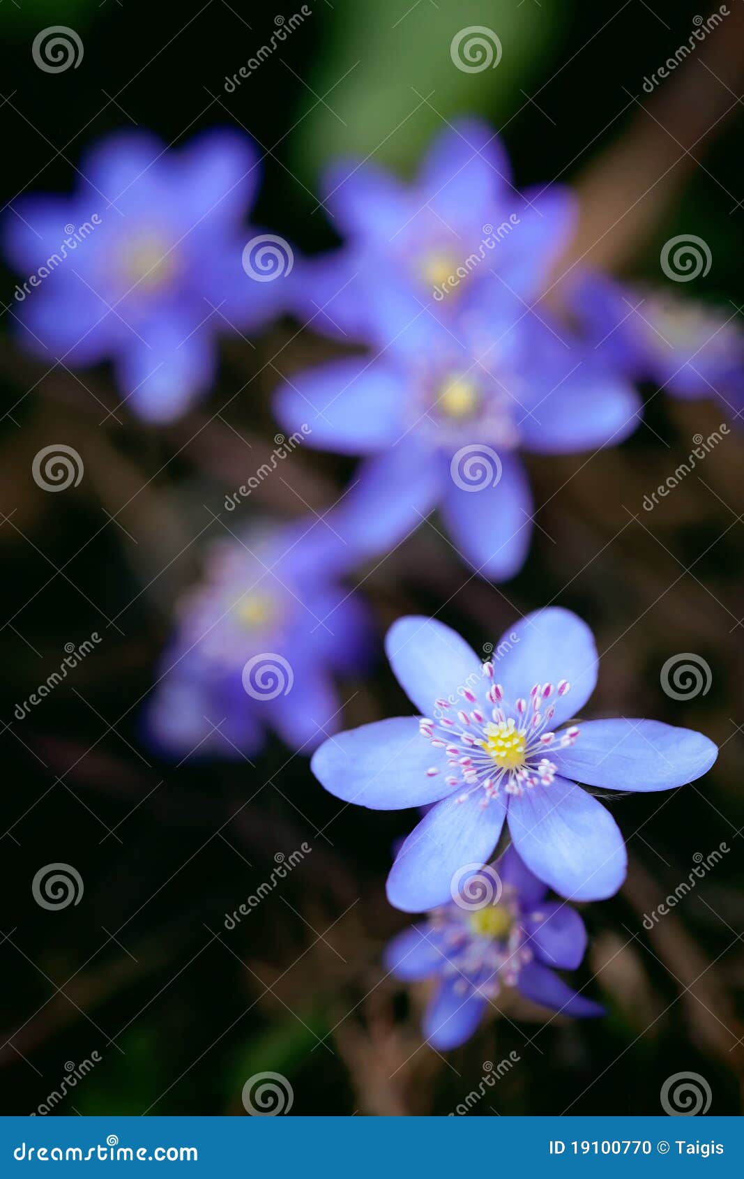Violet forest flower stock photo. Image of indigo, blooming - 19100770