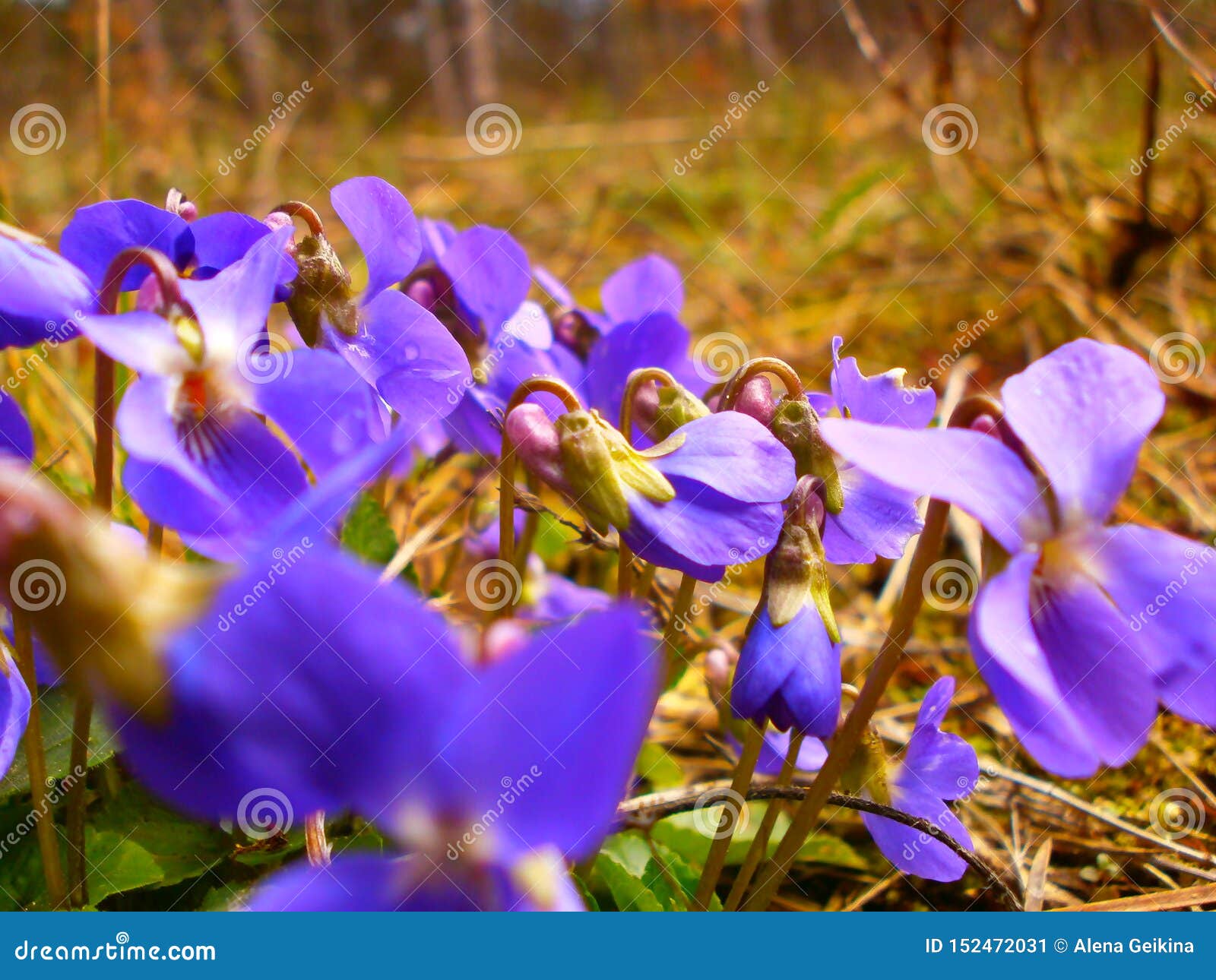 Violet forest flower stock image. Image of colour, violet - 152472031