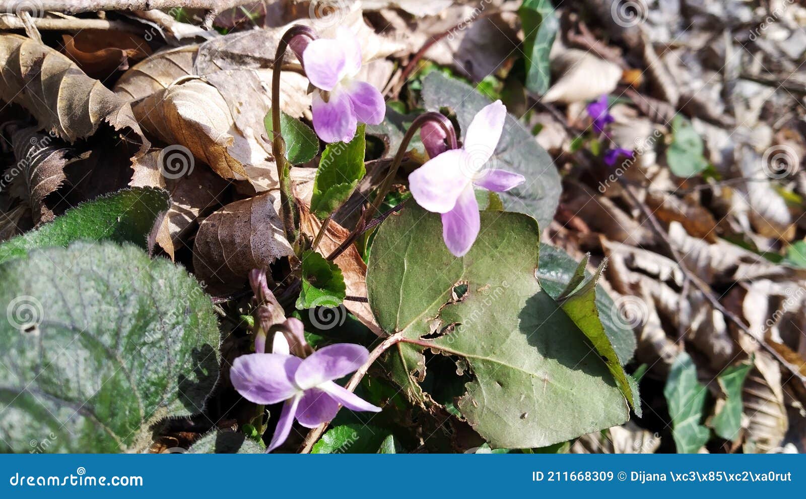 Violet on the Forest Ground Stock Image - Image of ground, violet ...