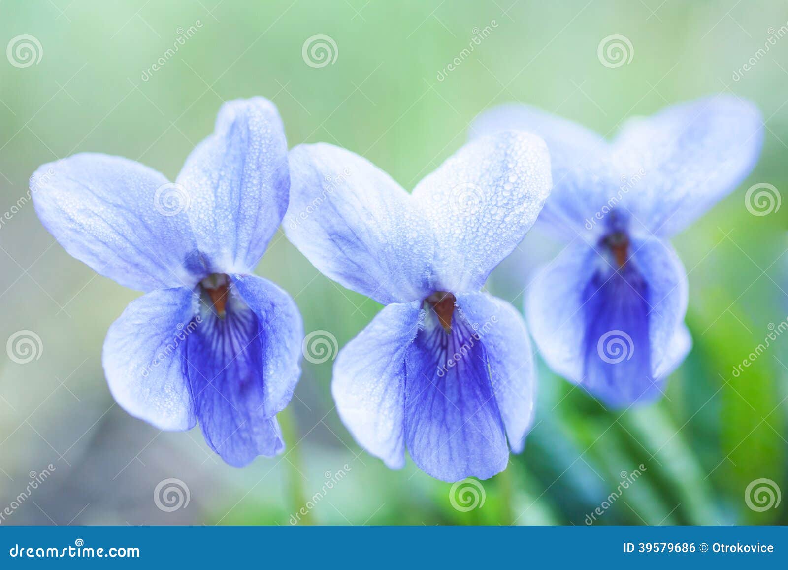 Close-up Violet Ball Of Opening Blooming Violet Decorative Onion On ...
