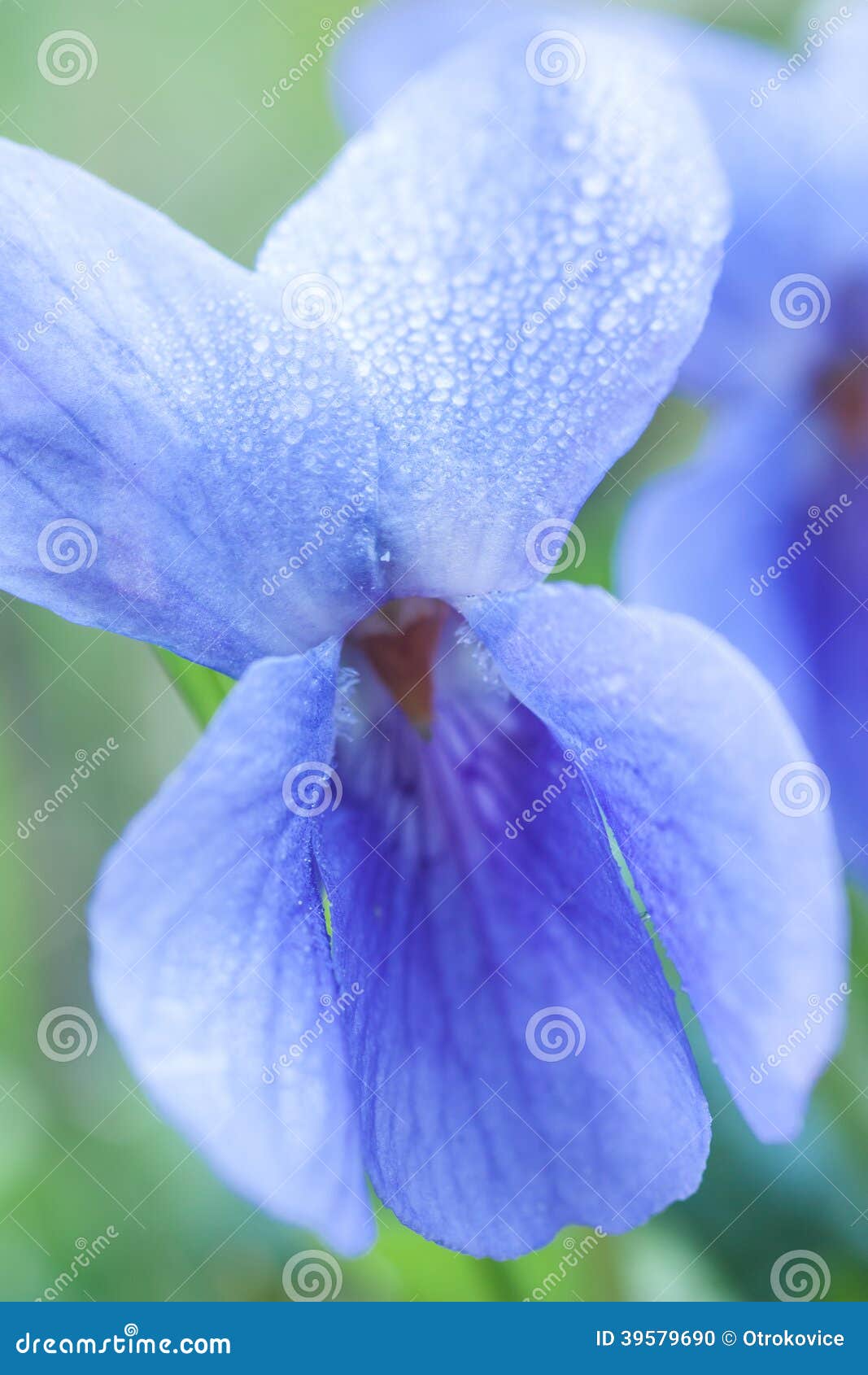 Violet fragrance stock photo. Image of grand, stamens - 39579690