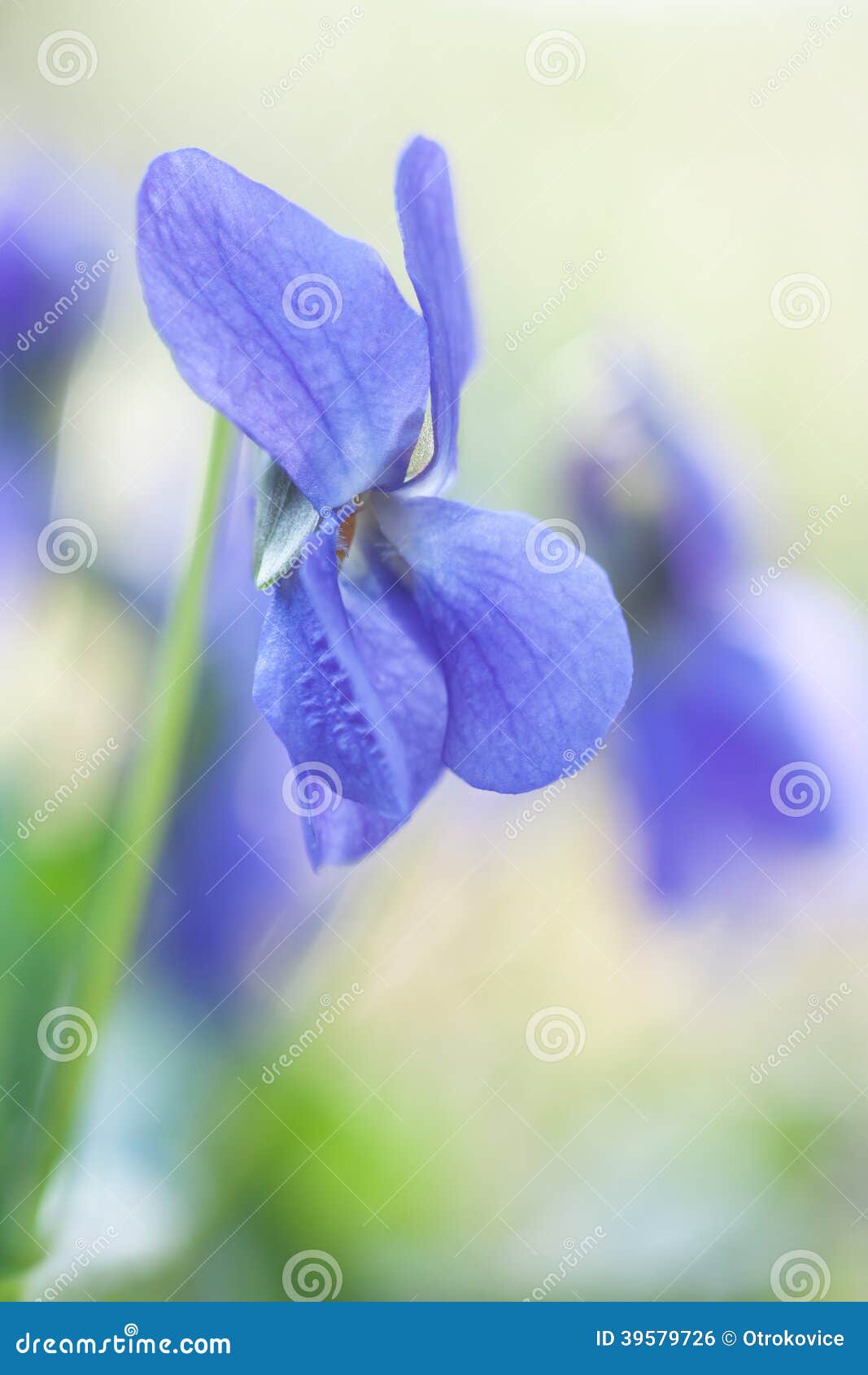 Violet fragrance stock photo. Image of shores, pollen - 39579726