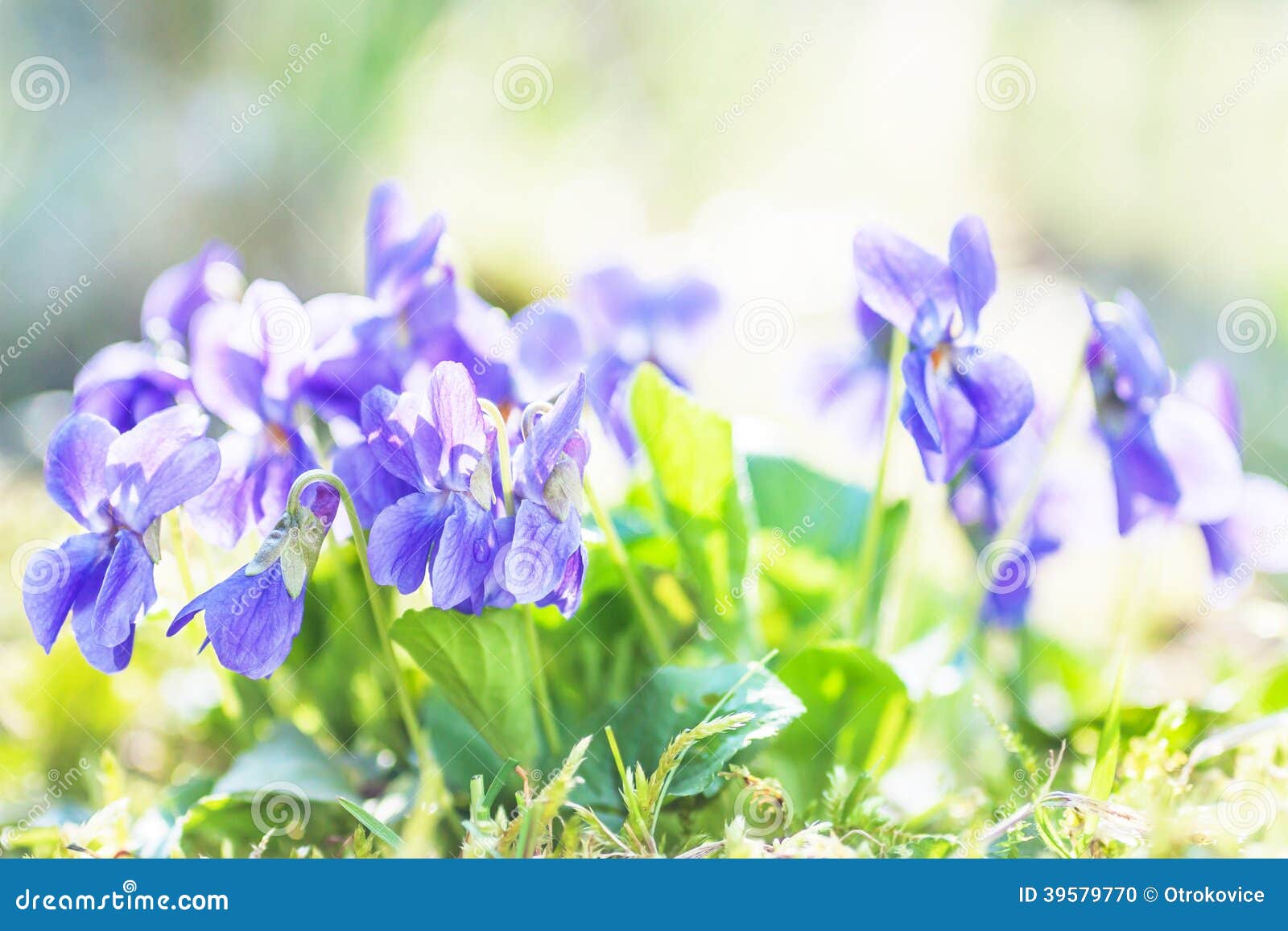 Violet fragrance stock photo. Image of blue, wildlflower - 39579770