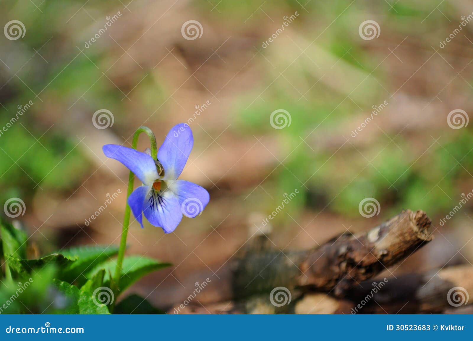 Detail of Violet in Garden in Spring Stock Image - Image of beauty ...